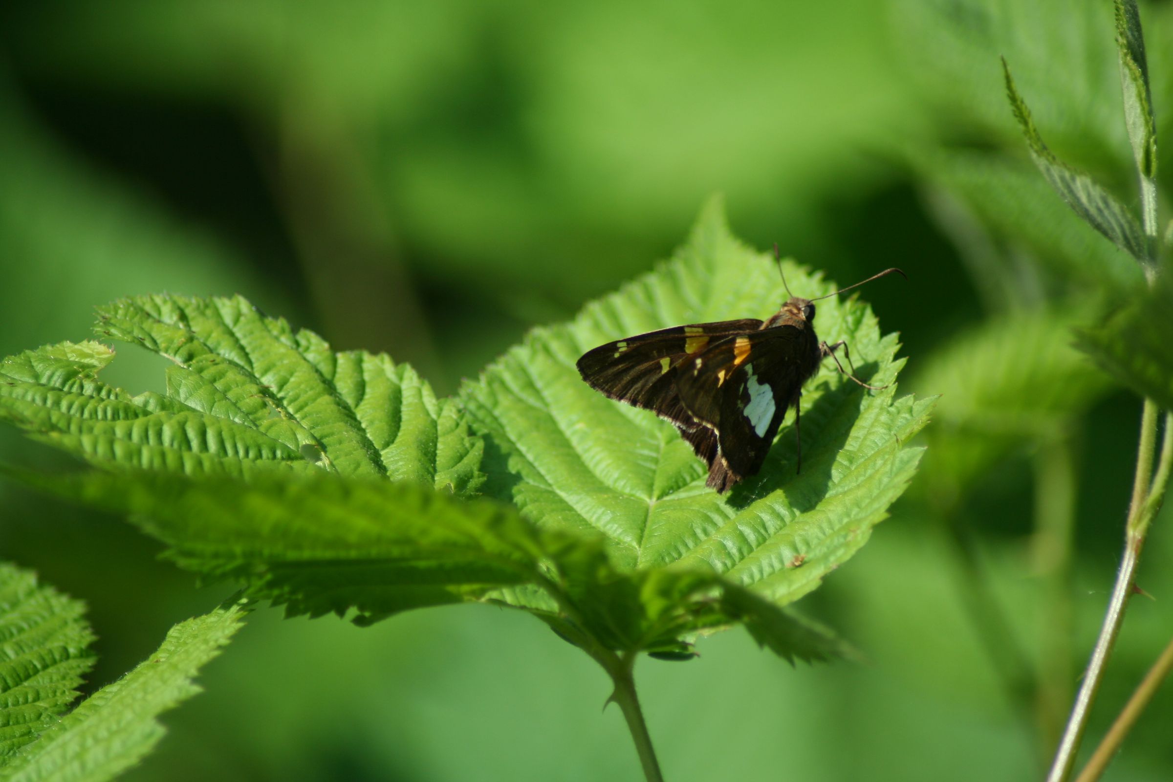 Suburban Habitat for Animals in the Wild : 9 Steps (with Pictures ...