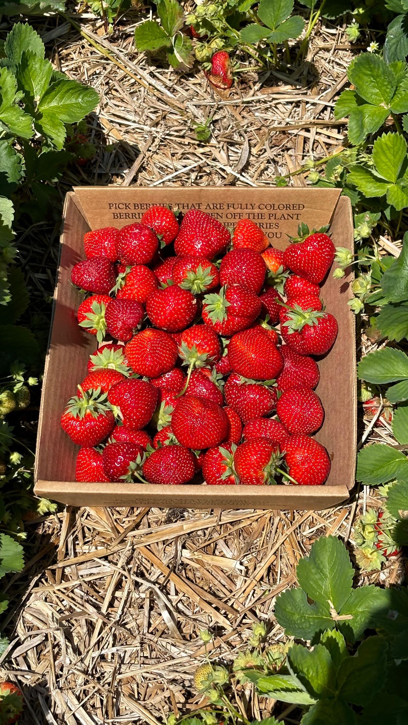 Elevate Your Desserts With This Farm-Fresh Strawberry Sauce : 5 Steps ...