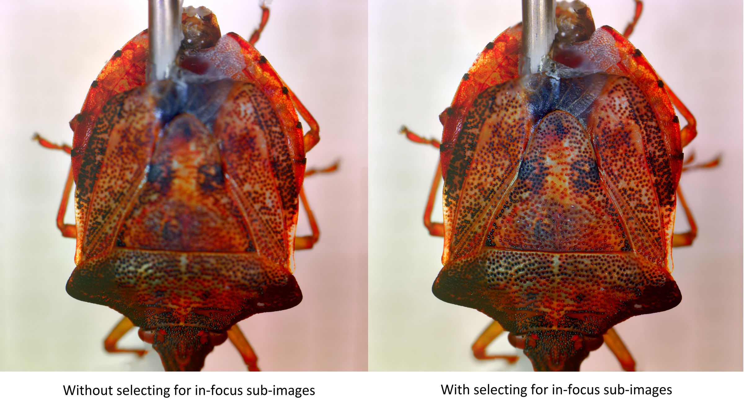 LadyBug: a Motorized Microscope and 3D Scanner for Very Small Things ...