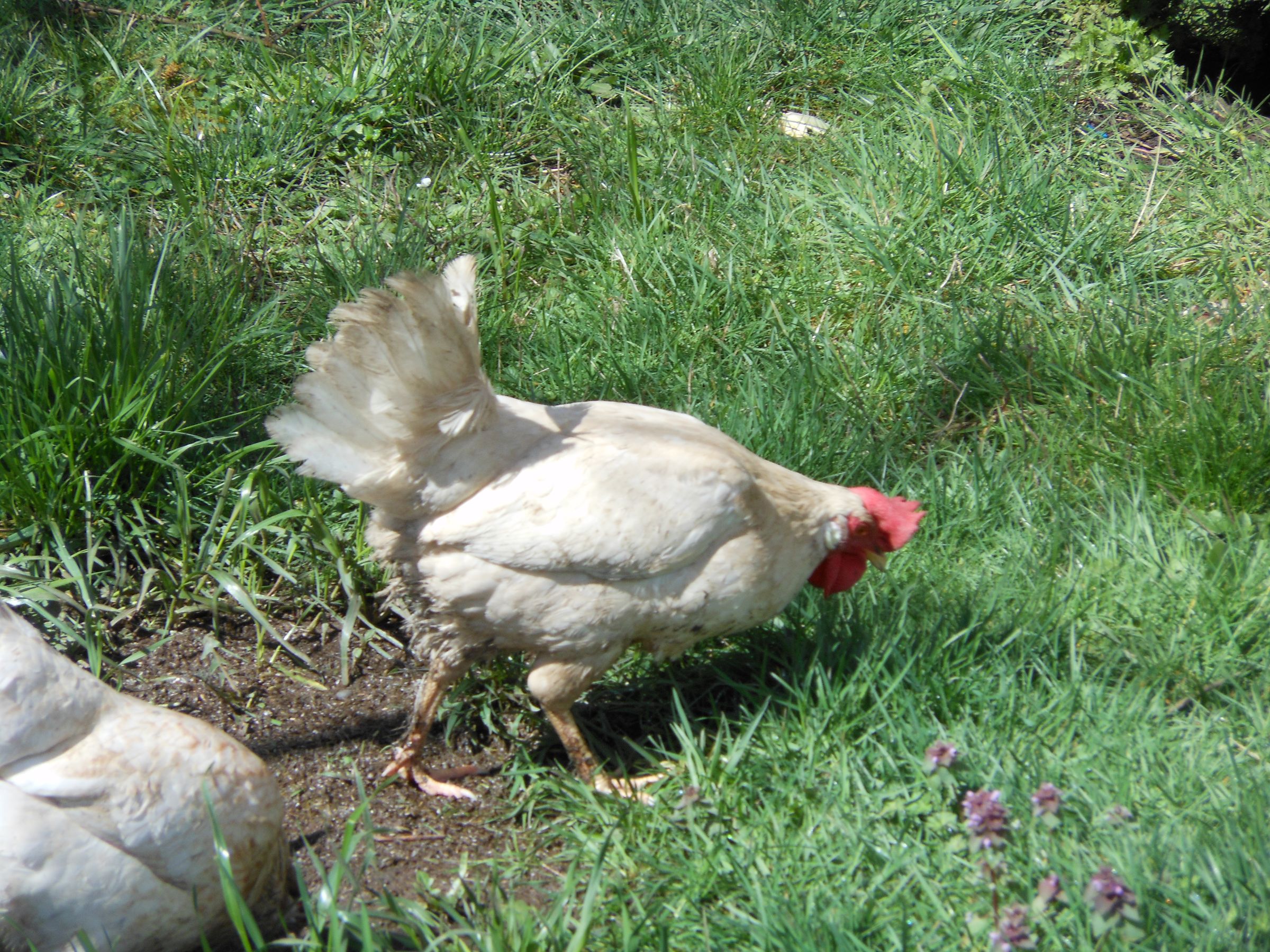 How to Hypnotize a Chicken : 7 Steps (with Pictures) - Instructables