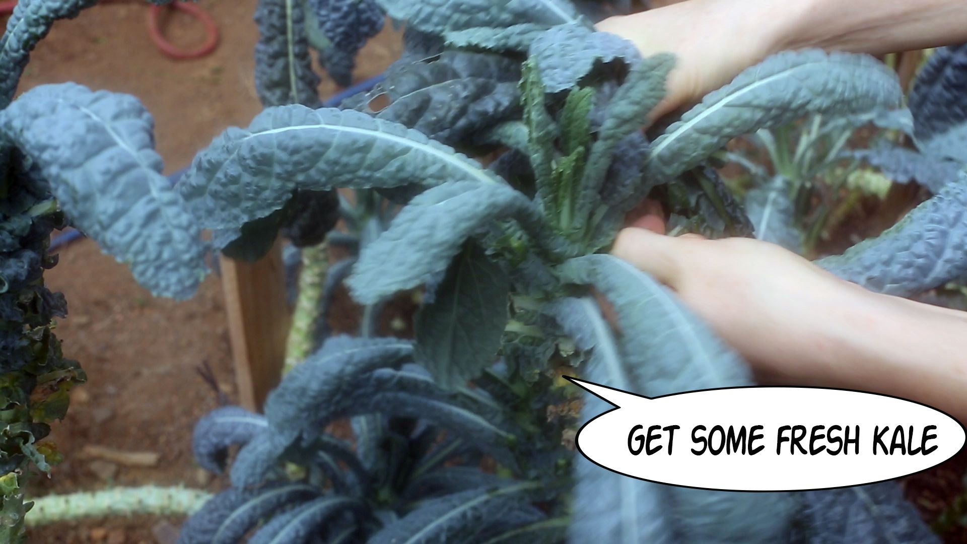 How to Prep Kale : 7 Steps - Instructables