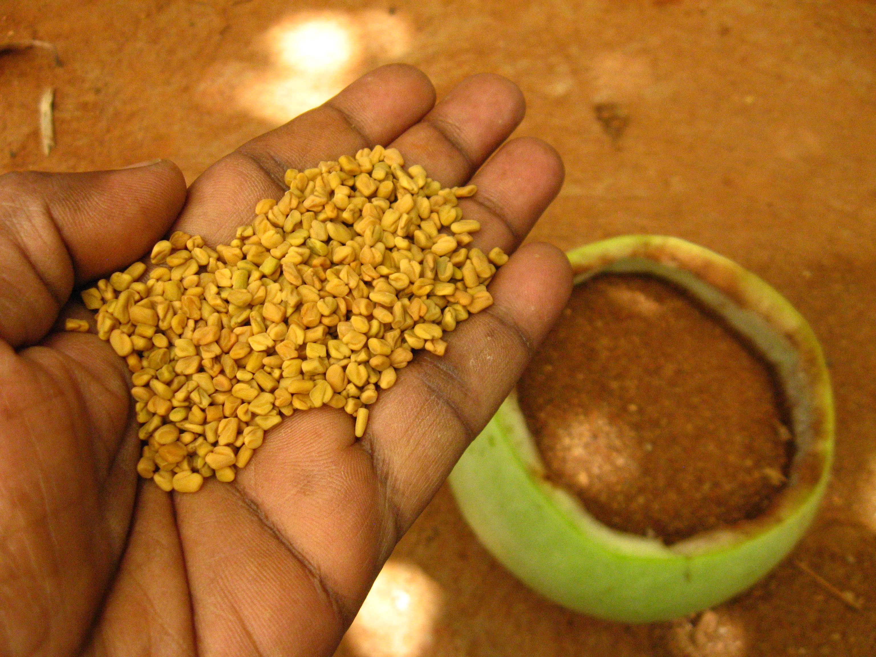 Seed Germination With Bottle Gourd Shell As Planter : 6 Steps (with ...