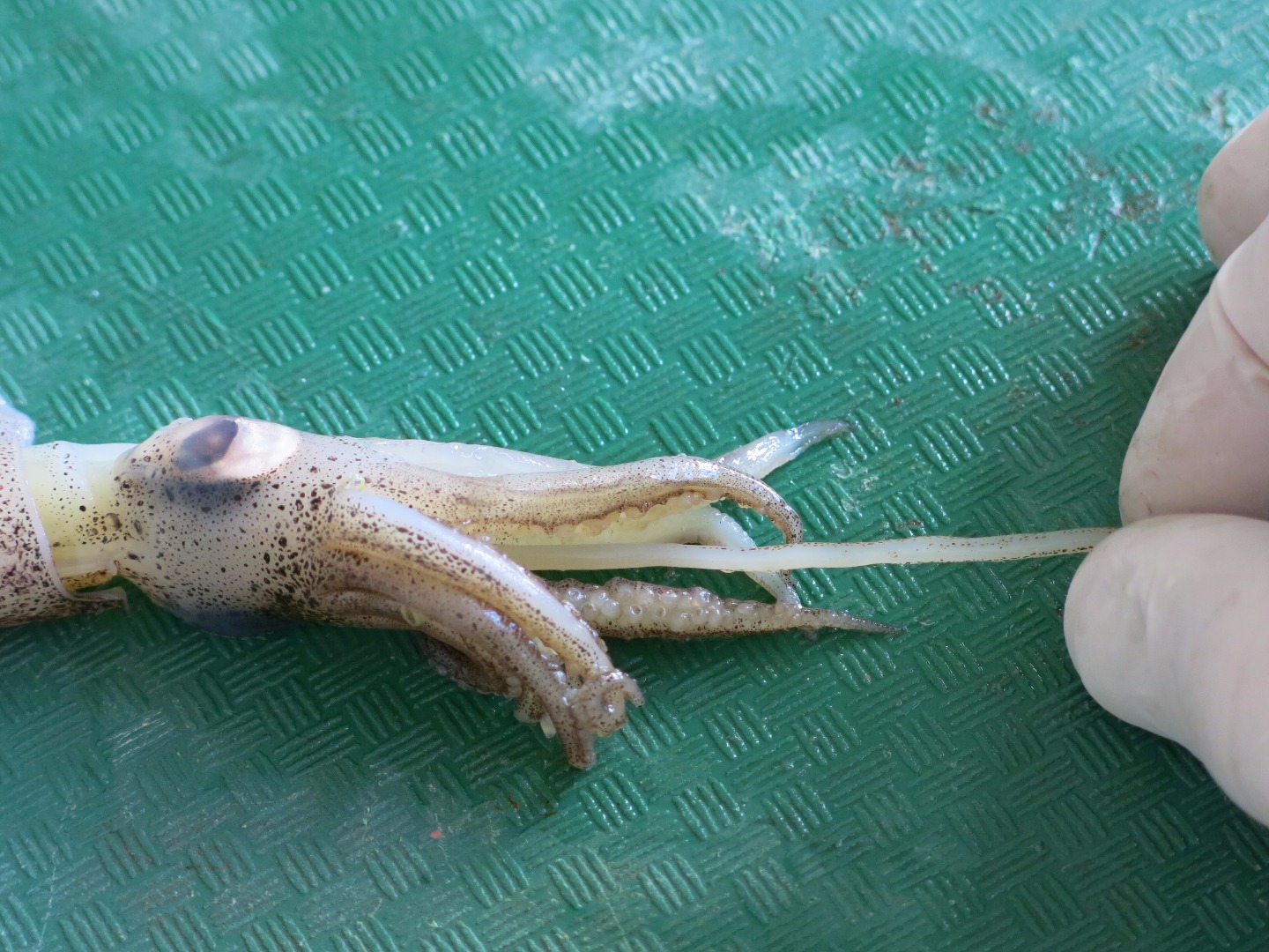 Squid Dissection : 11 Steps (with Pictures) - Instructables