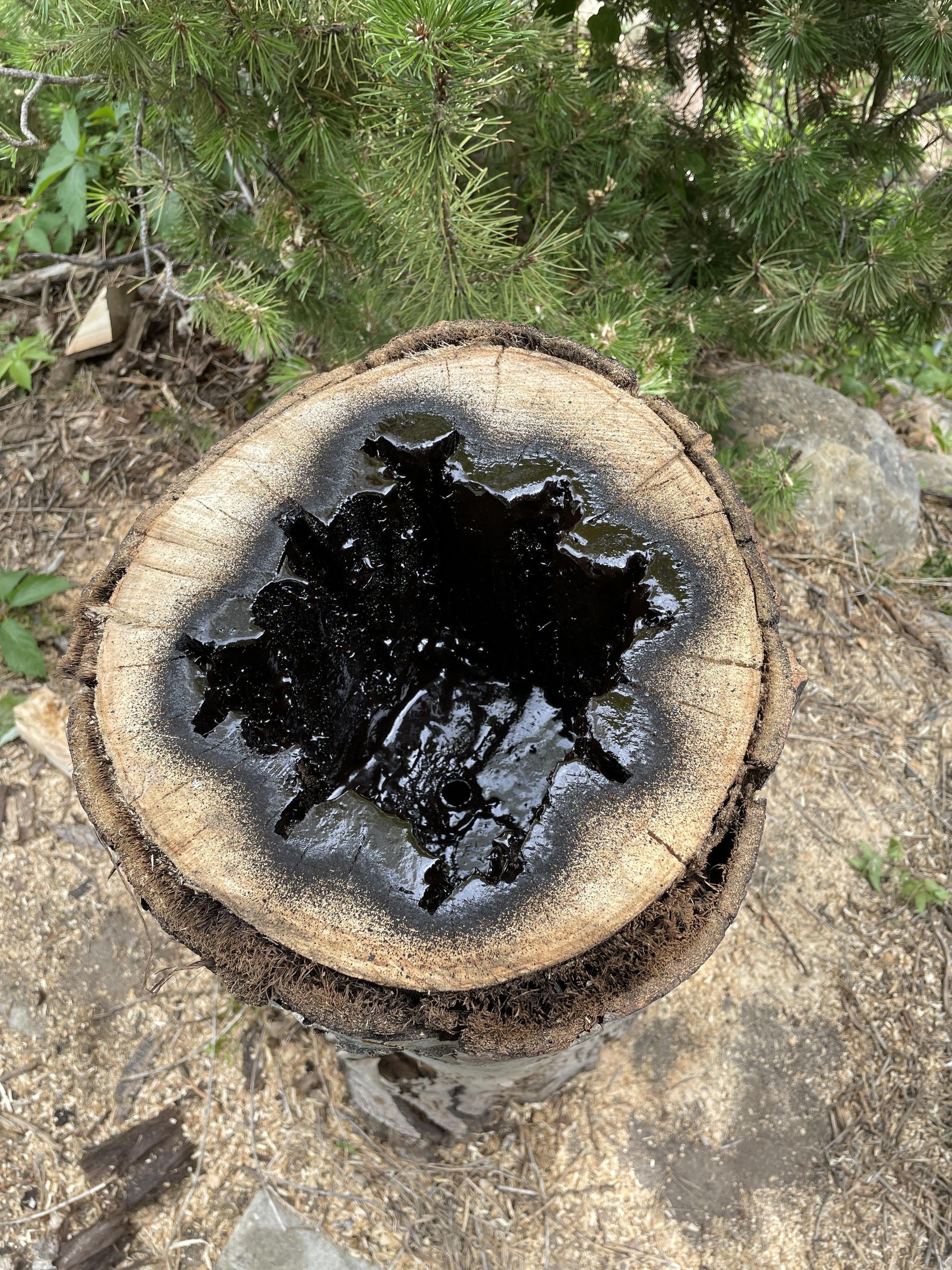 Transform a Tree Stump Into a Planter Box : 11 Steps (with Pictures ...