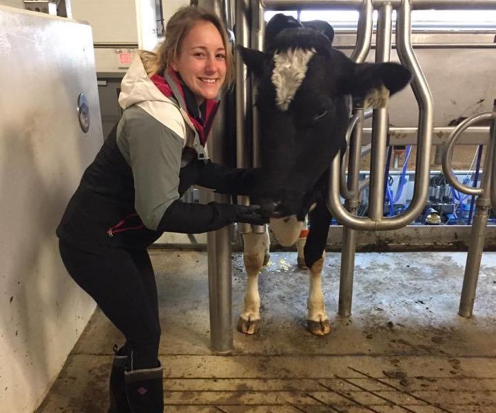 How to Milk Cows : 8 Steps (with Pictures) - Instructables