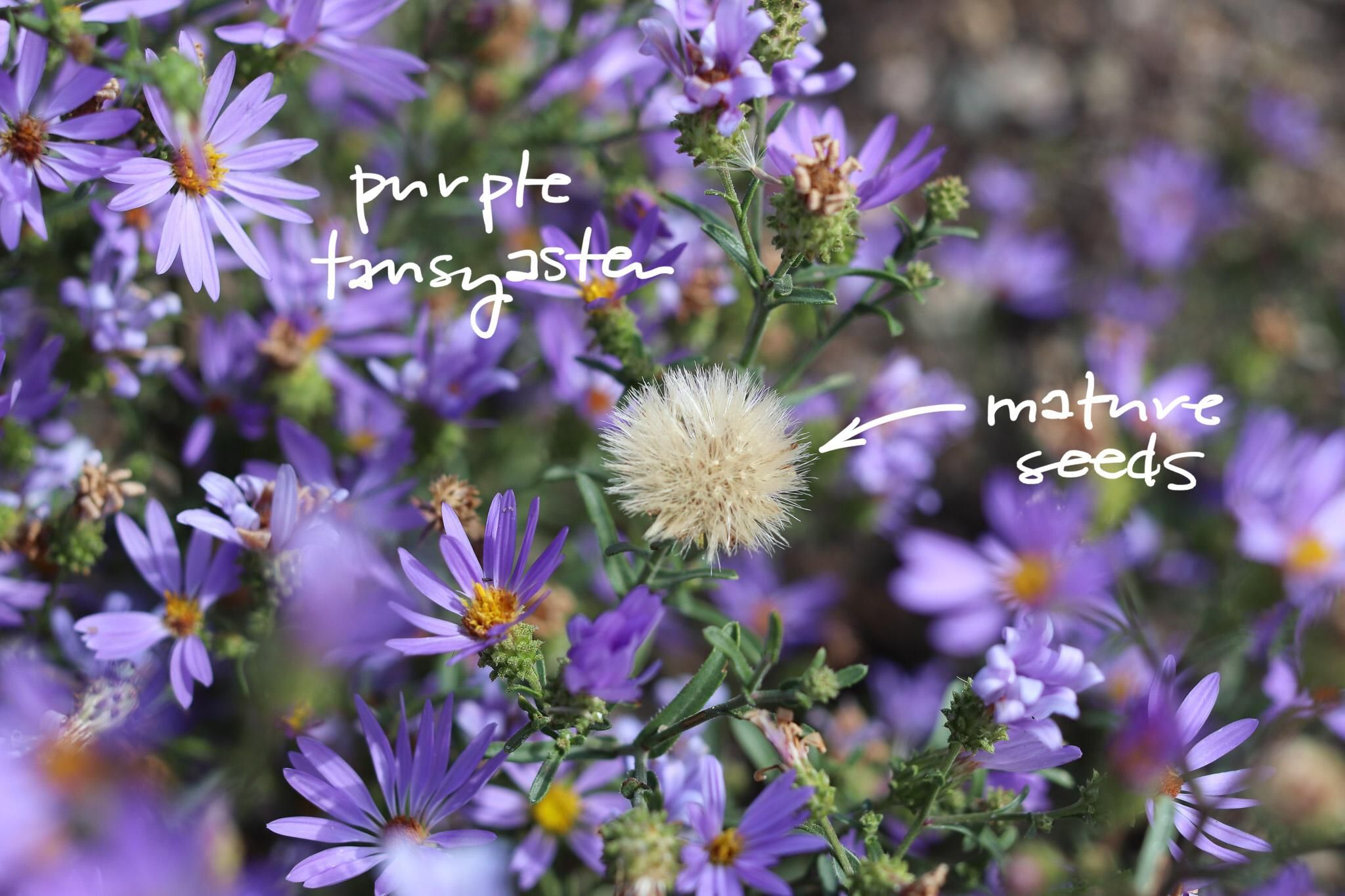 How to Gather Wildflower Seeds : 7 Steps (with Pictures) - Instructables