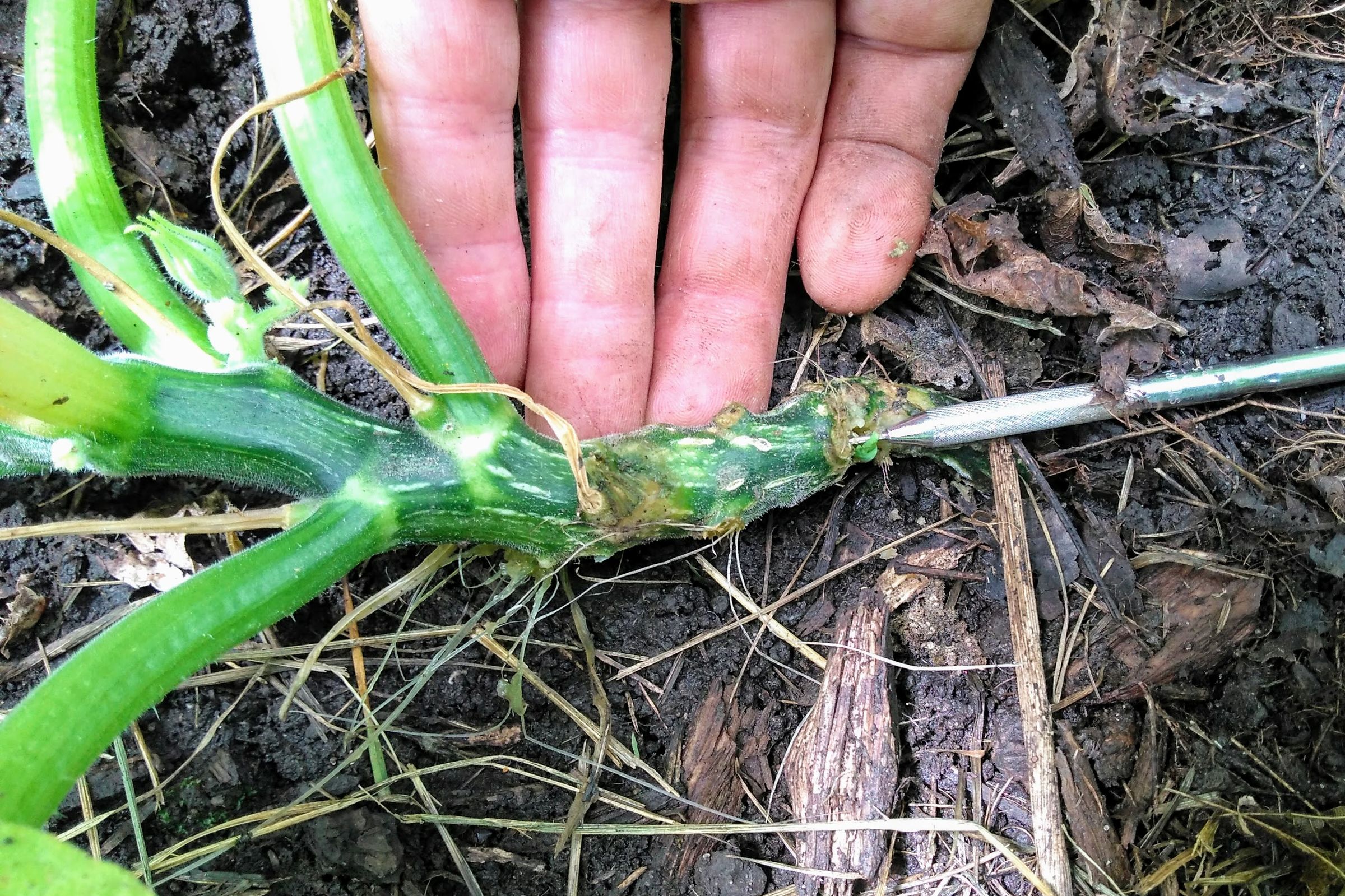 How to Hunt Vine Borers : 17 Steps (with Pictures) - Instructables