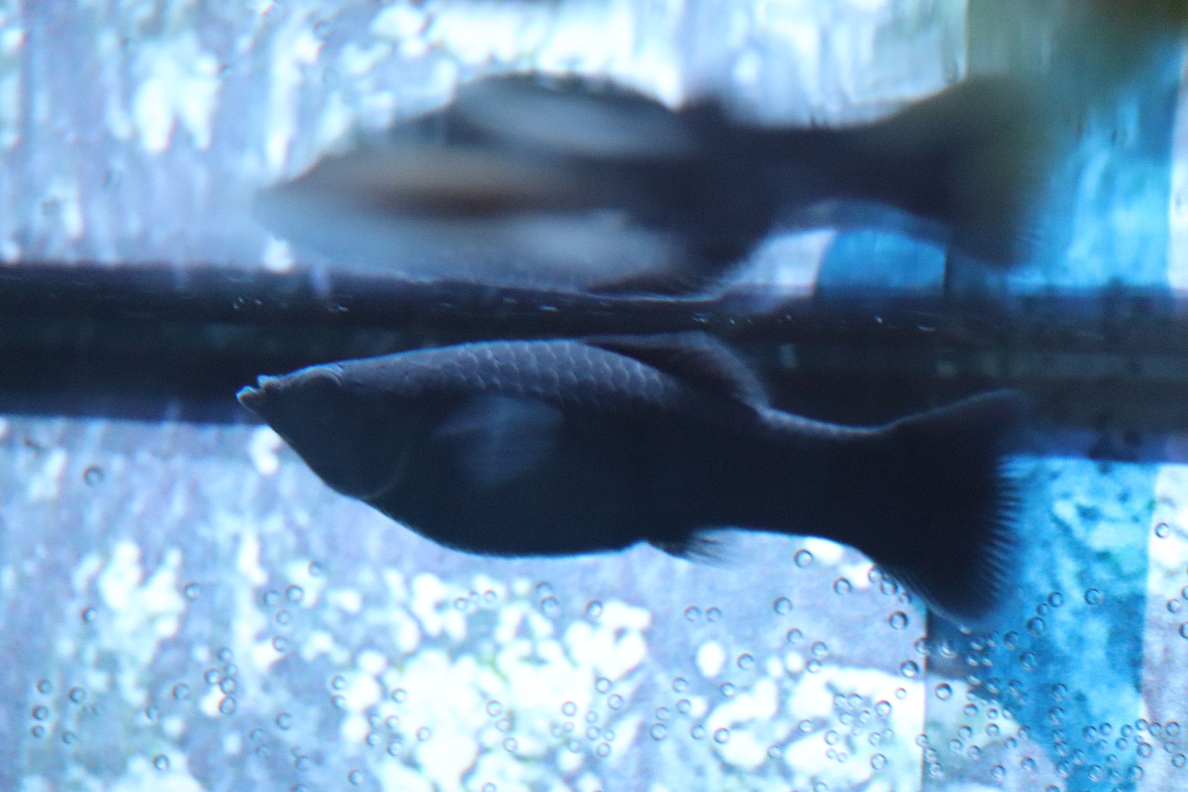 Build a TV Fish Tank : 6 Steps (with Pictures) - Instructables