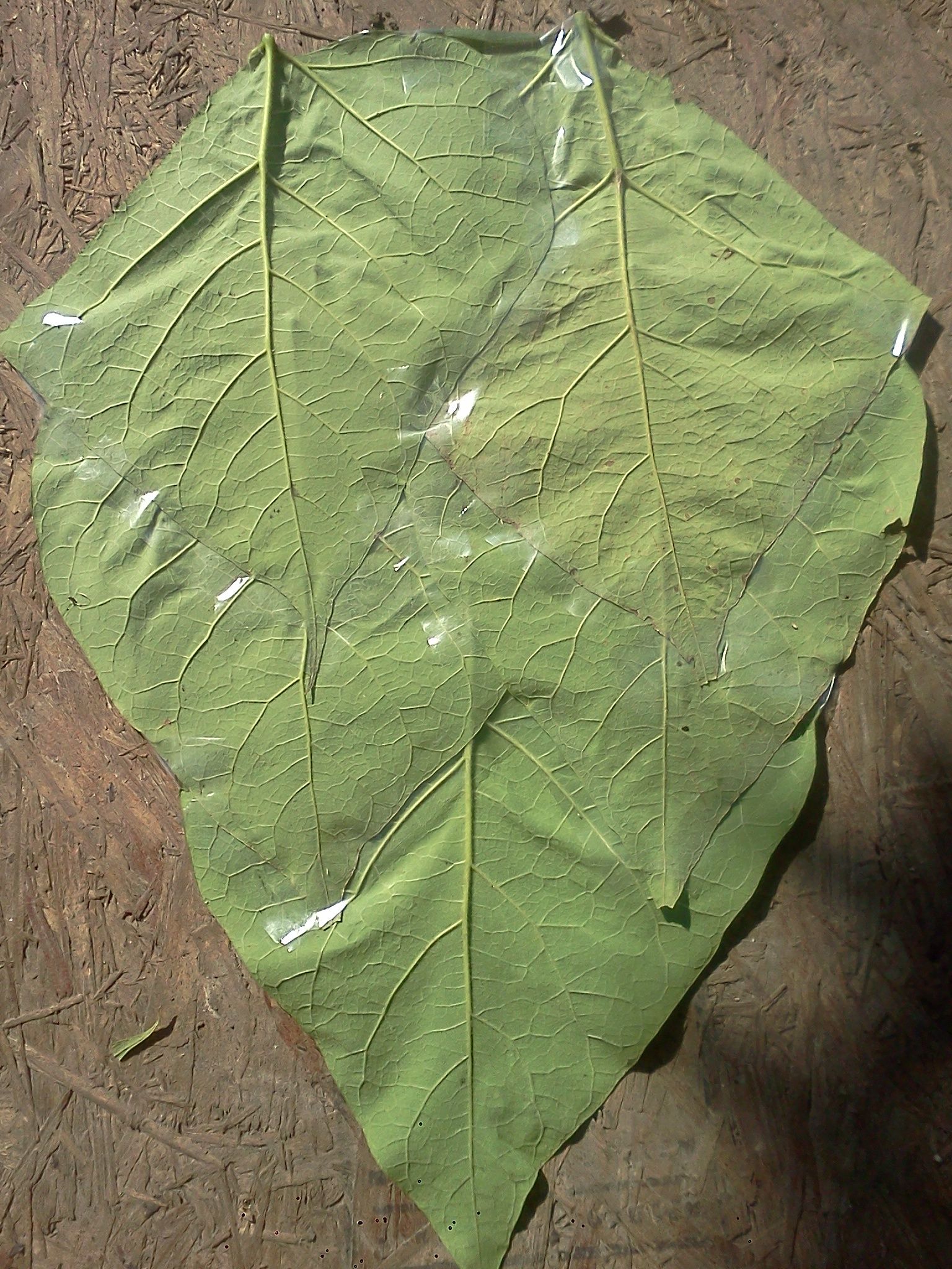 Leaf Kite : 5 Steps - Instructables