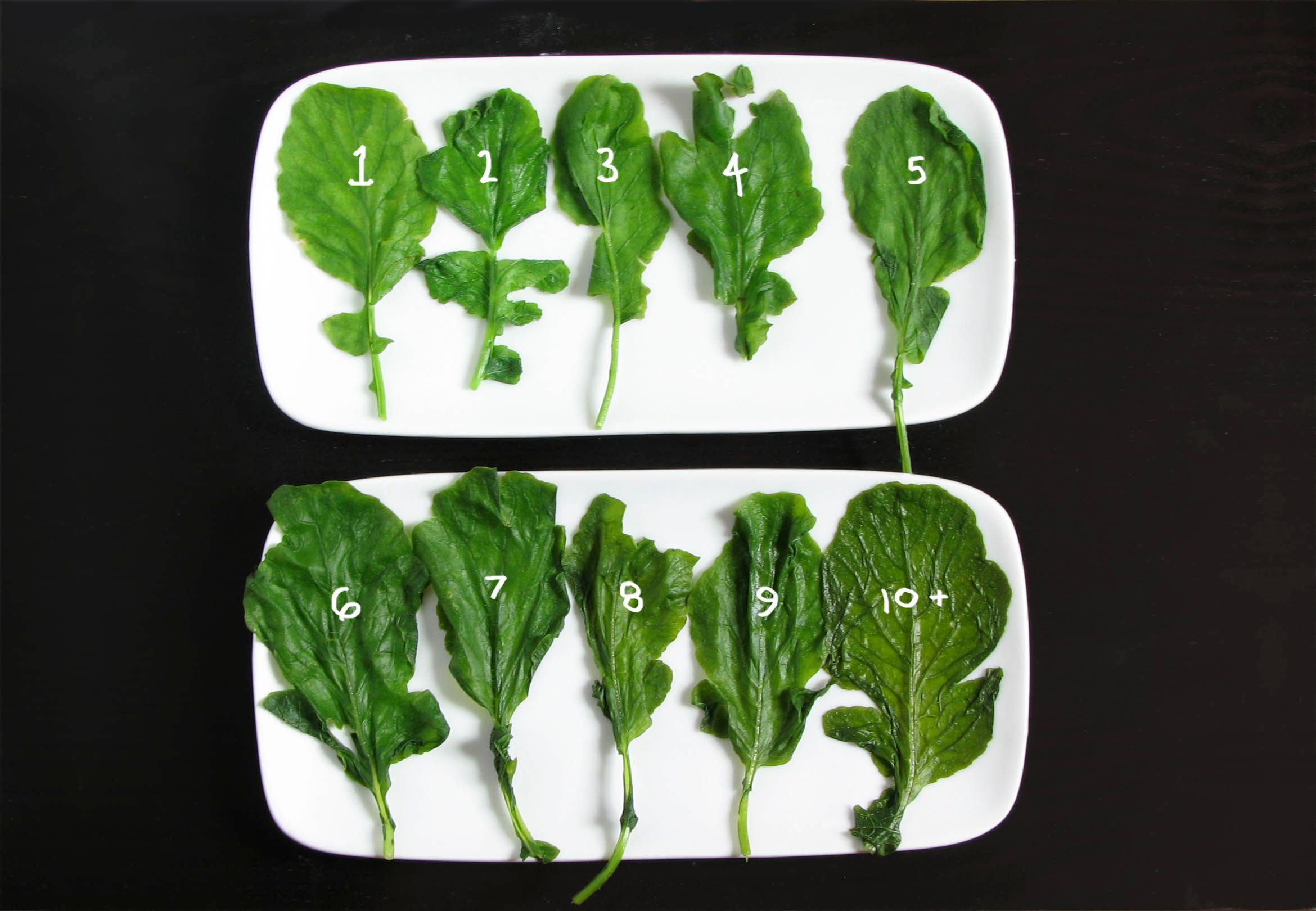 Green Foods! Colorful Cooking Without Artificial Dyes - Instructables