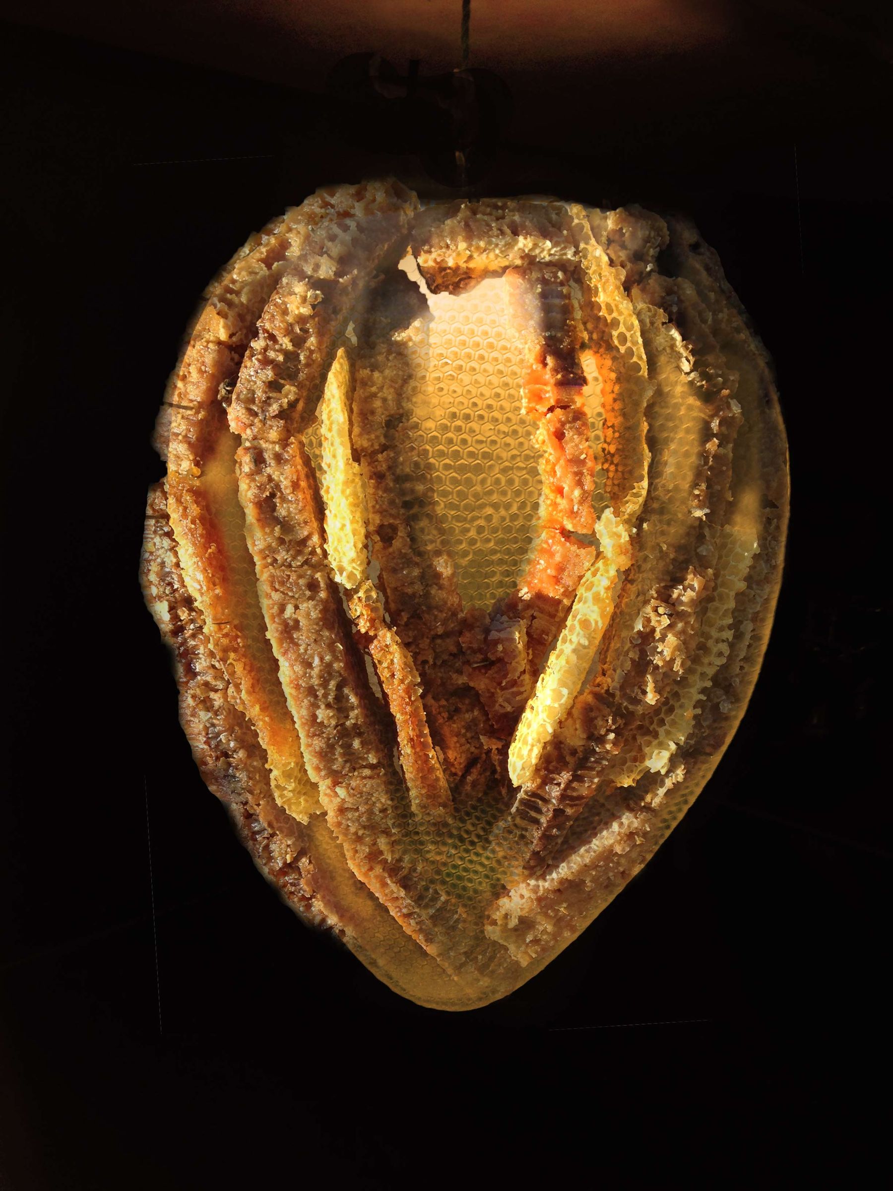 Using Fusion to Make Collaborative Sculptures With Bees : 13 Steps ...