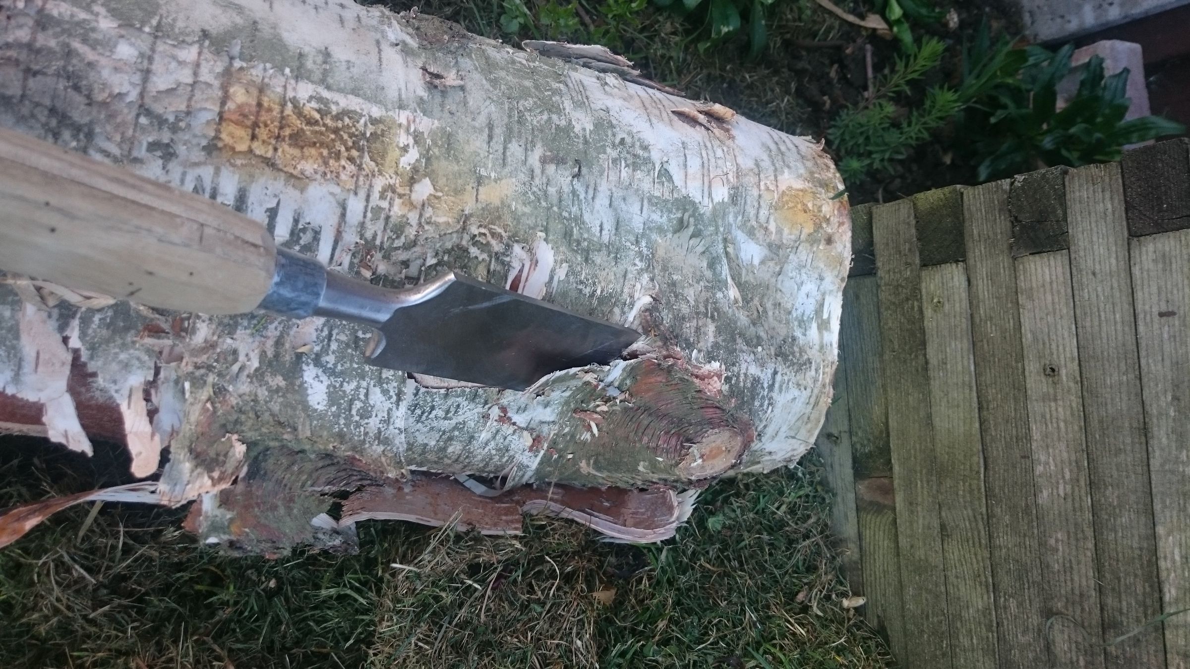 Bark Scraper From a Cheap Chisel : 6 Steps (with Pictures) - Instructables