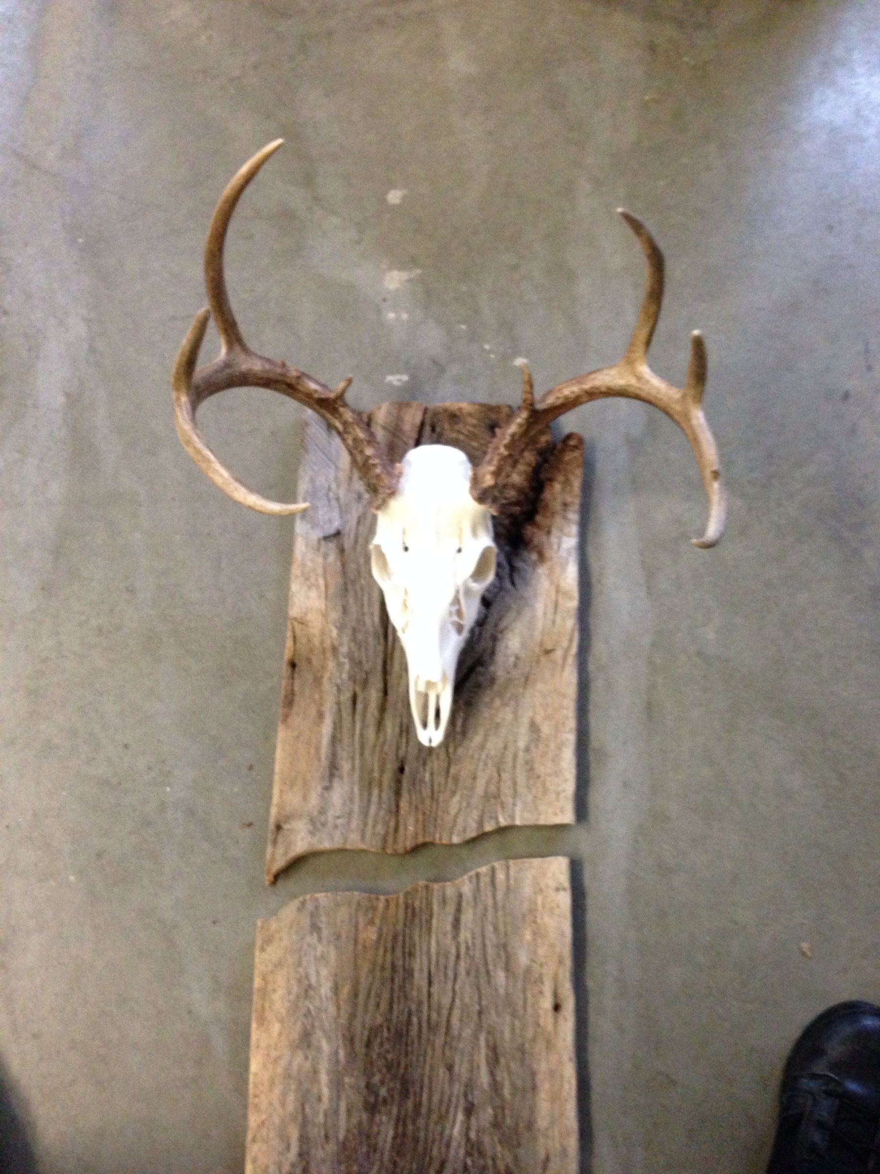 European Mounted Deer : 10 Steps - Instructables