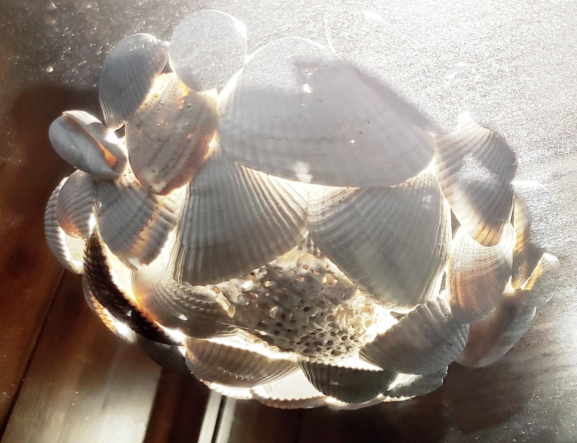 Vacation Memento Shell Bowl : 4 Steps (with Pictures) - Instructables