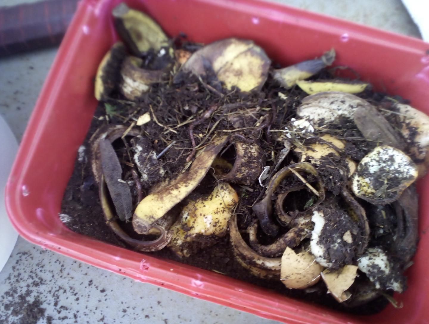 Mini Wormery (easy) : 6 Steps - Instructables