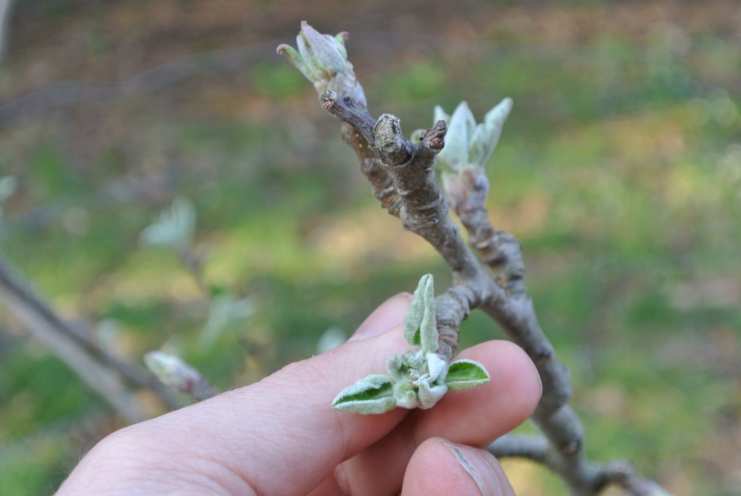 Grafting a Multi-variety Apple Tree. : 10 Steps (with Pictures ...