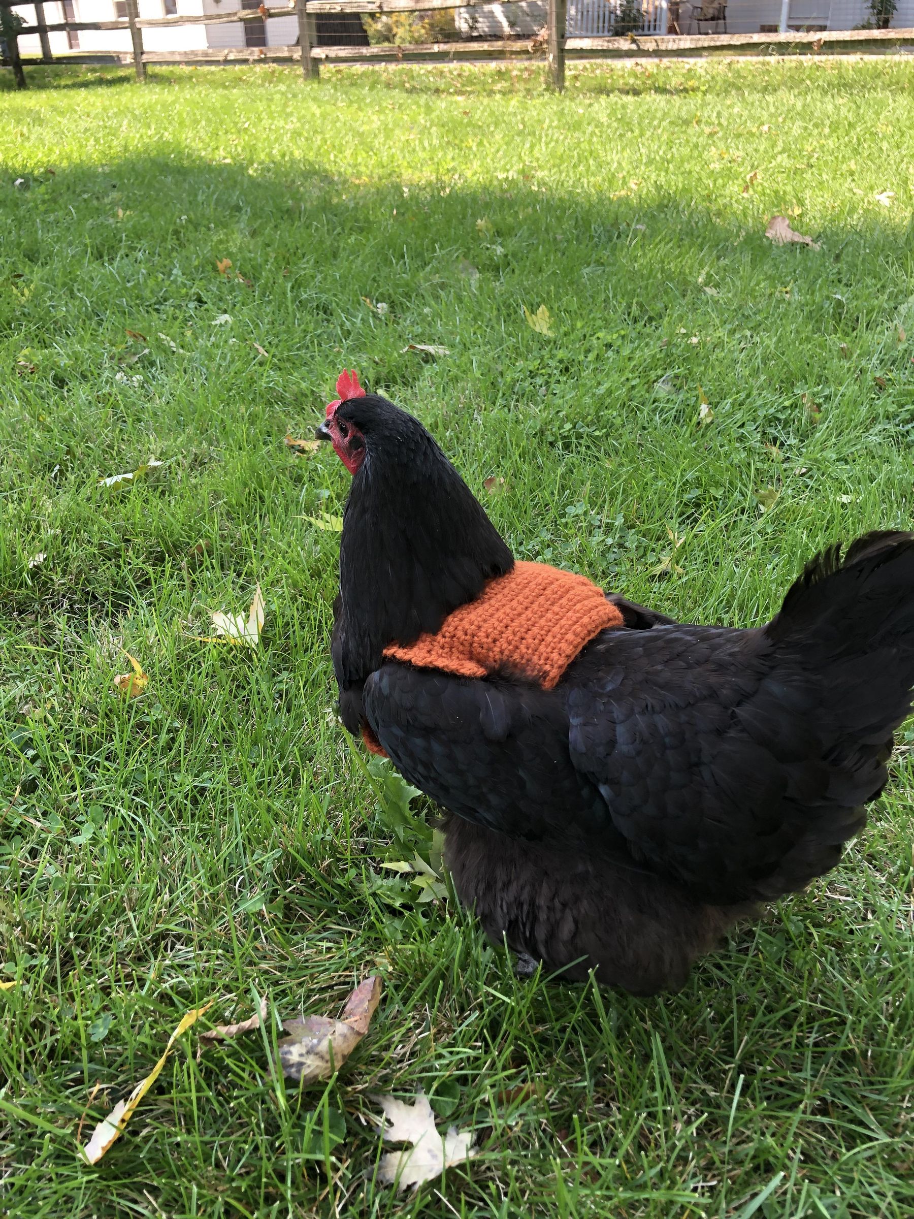 Sweater Rooster