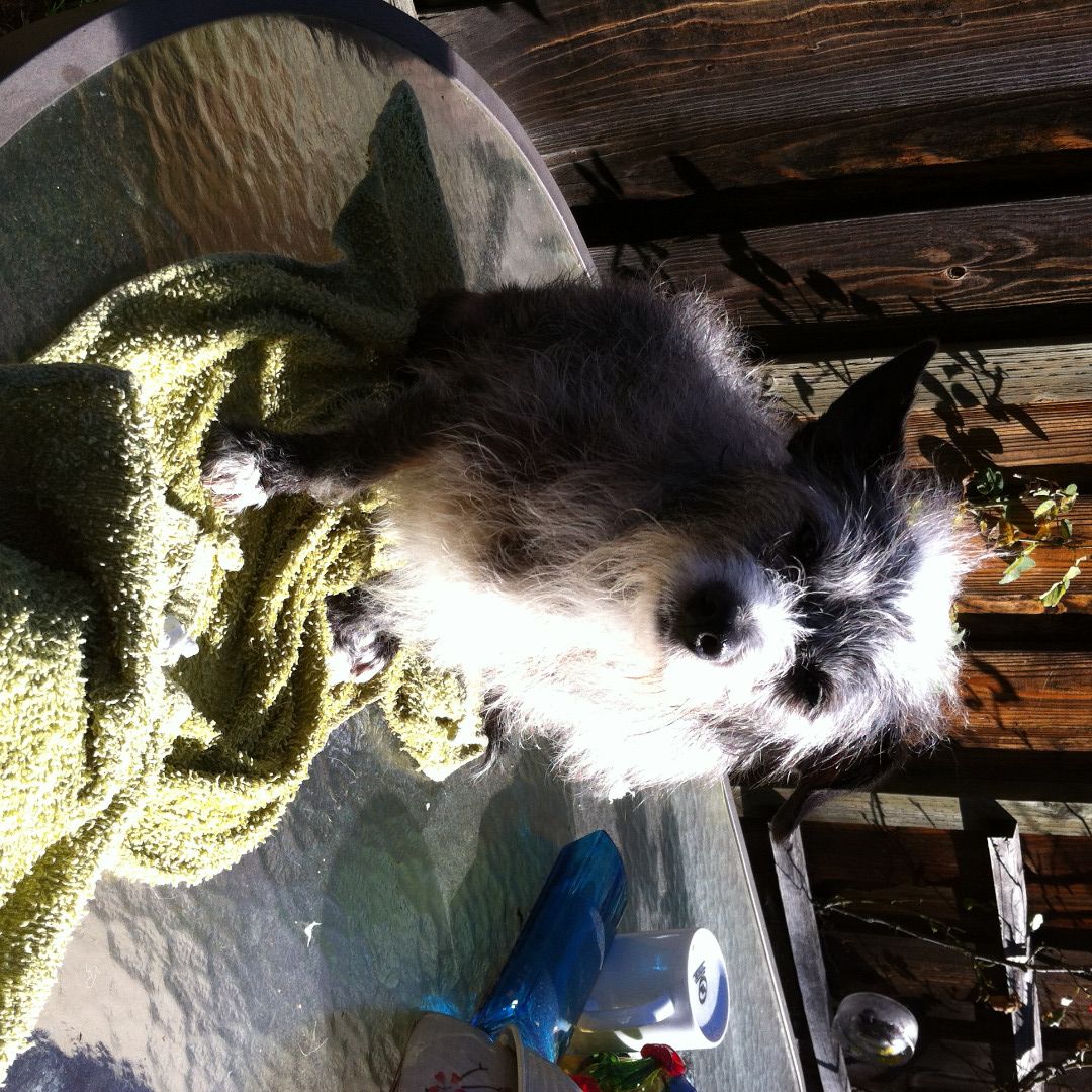 Cleaning Skunk Spray Off Your Animal or You for $3 : 4 Steps (with ...