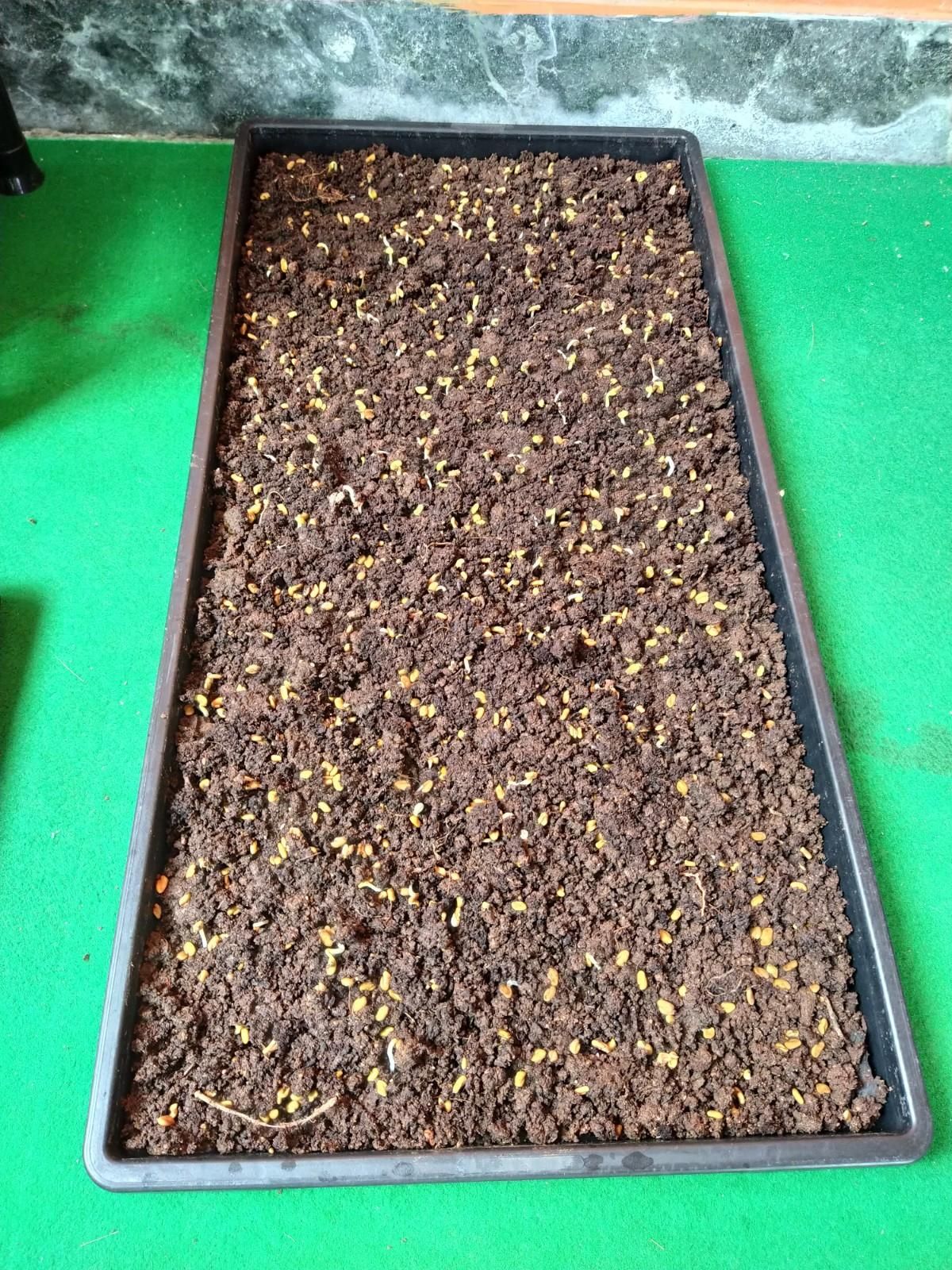Basic Guide to Grow Micro 'green' : 14 Steps (with Pictures ...