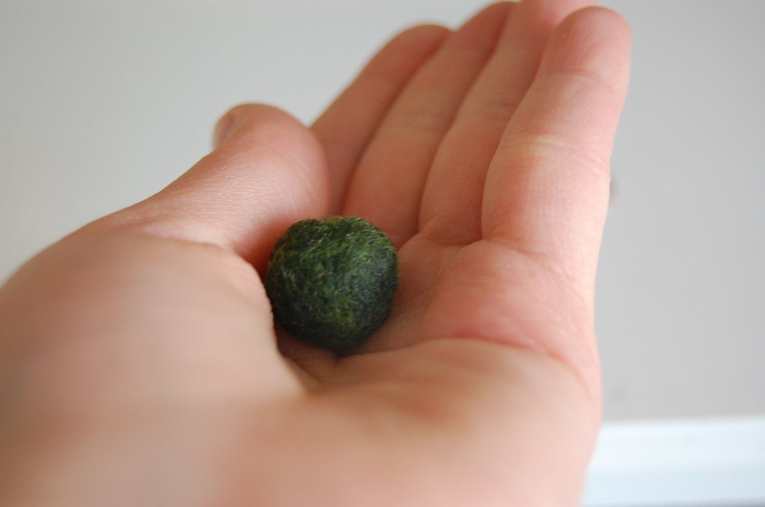 How to Take Care of Marimo Balls. - Instructables