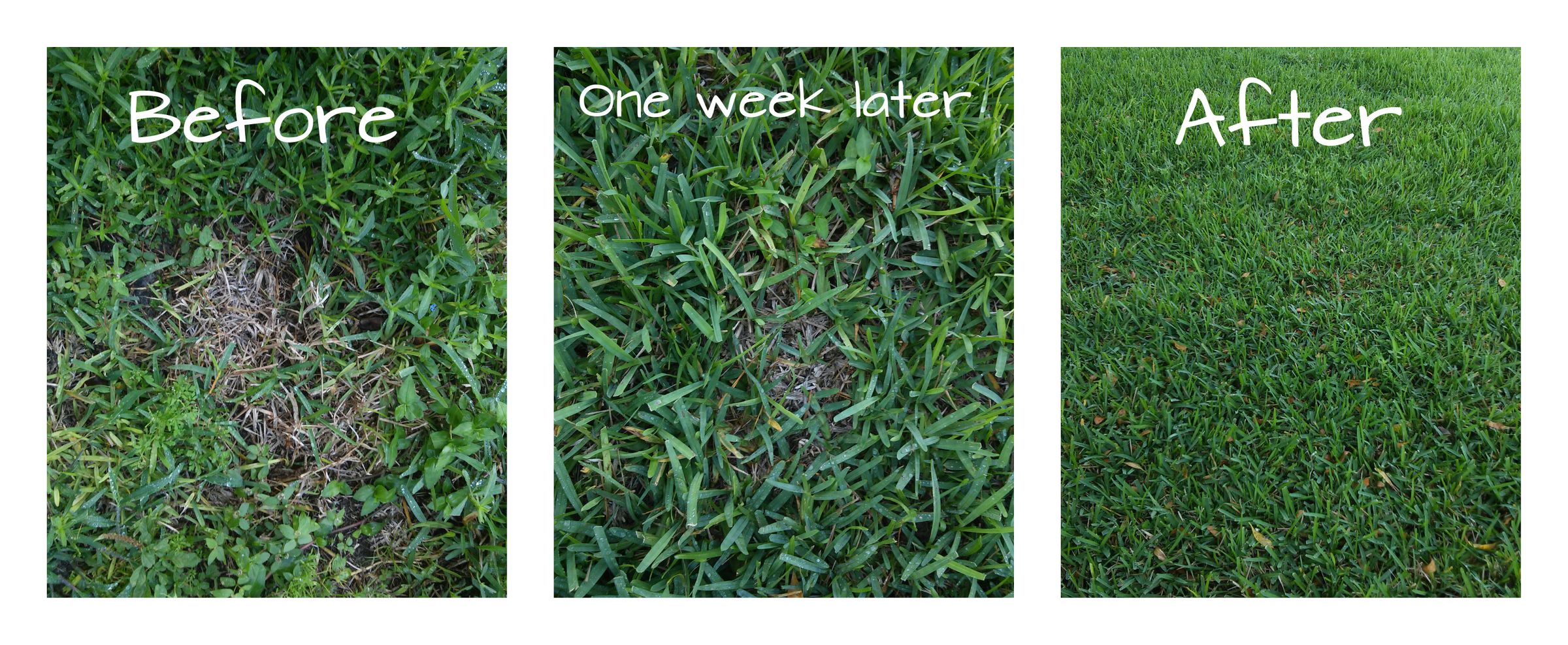 Easily Getting Rid of Dead Spots on Your Lawn, Effortlessly! : 4 Steps ...