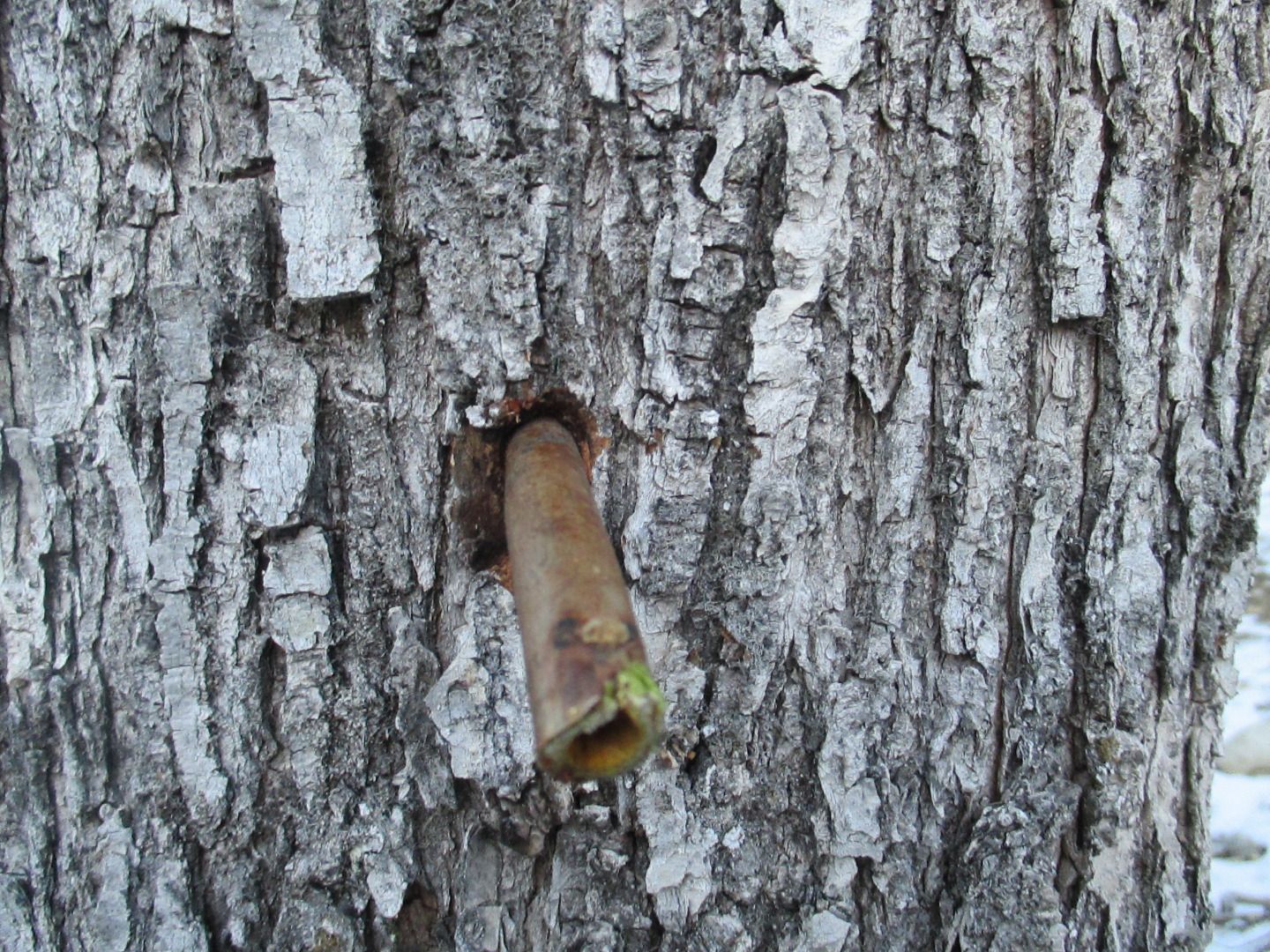 How to Make a Spile(for Collecting Sap) : 6 Steps (with Pictures ...