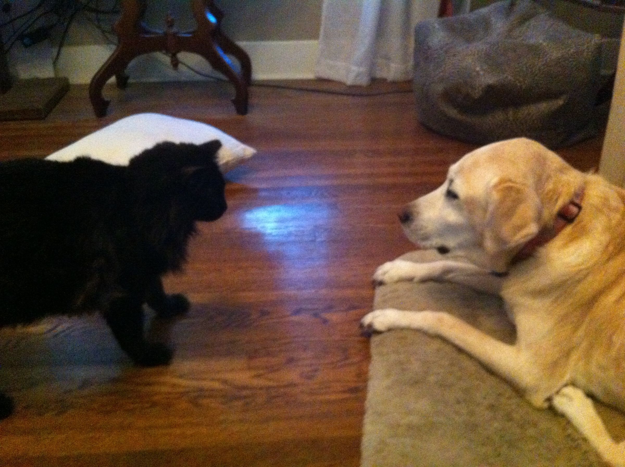 How to Get Dogs and Cats to Like Eachother : 4 Steps - Instructables