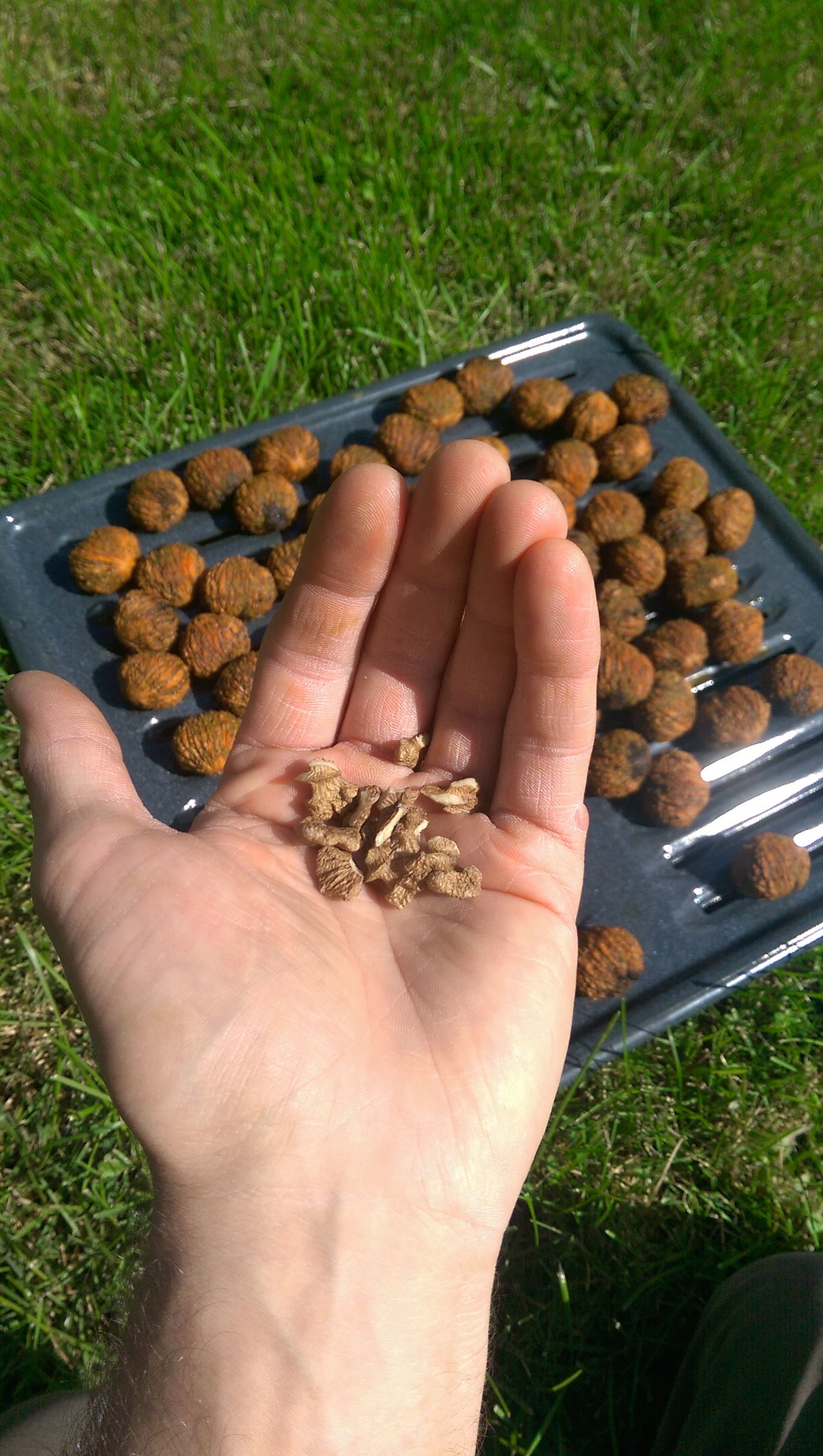 Forage and Process Your Own Black Walnuts! : 6 Steps (with Pictures ...