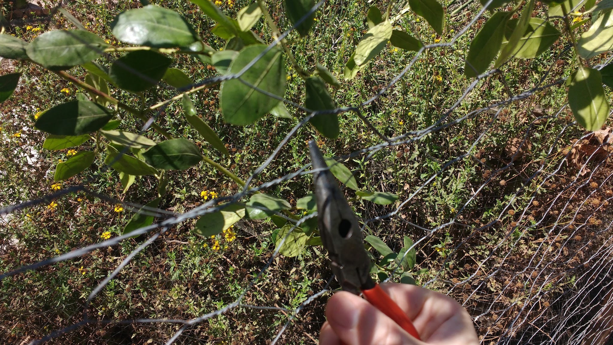 Walk-in Open Air Chicken Coop : 16 Steps (with Pictures) - Instructables