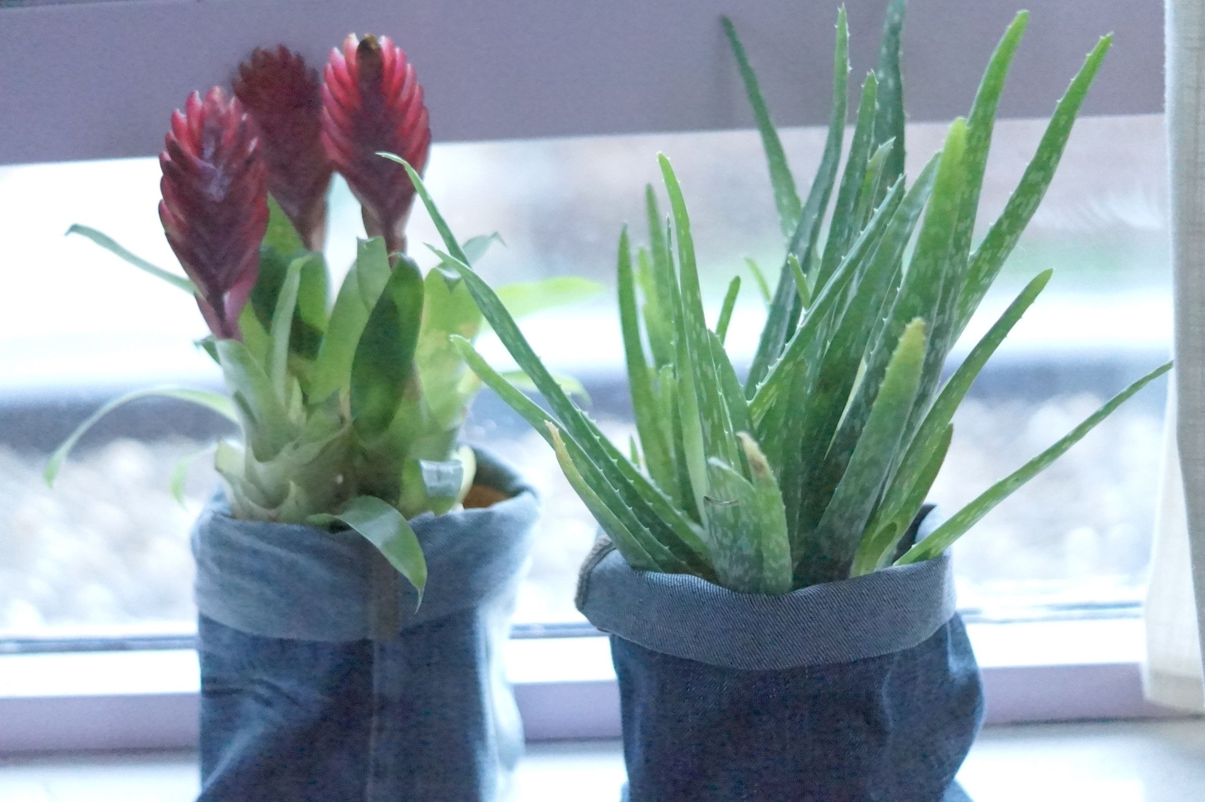 DIY Jean Planters - Recycled : 9 Steps (with Pictures) - Instructables