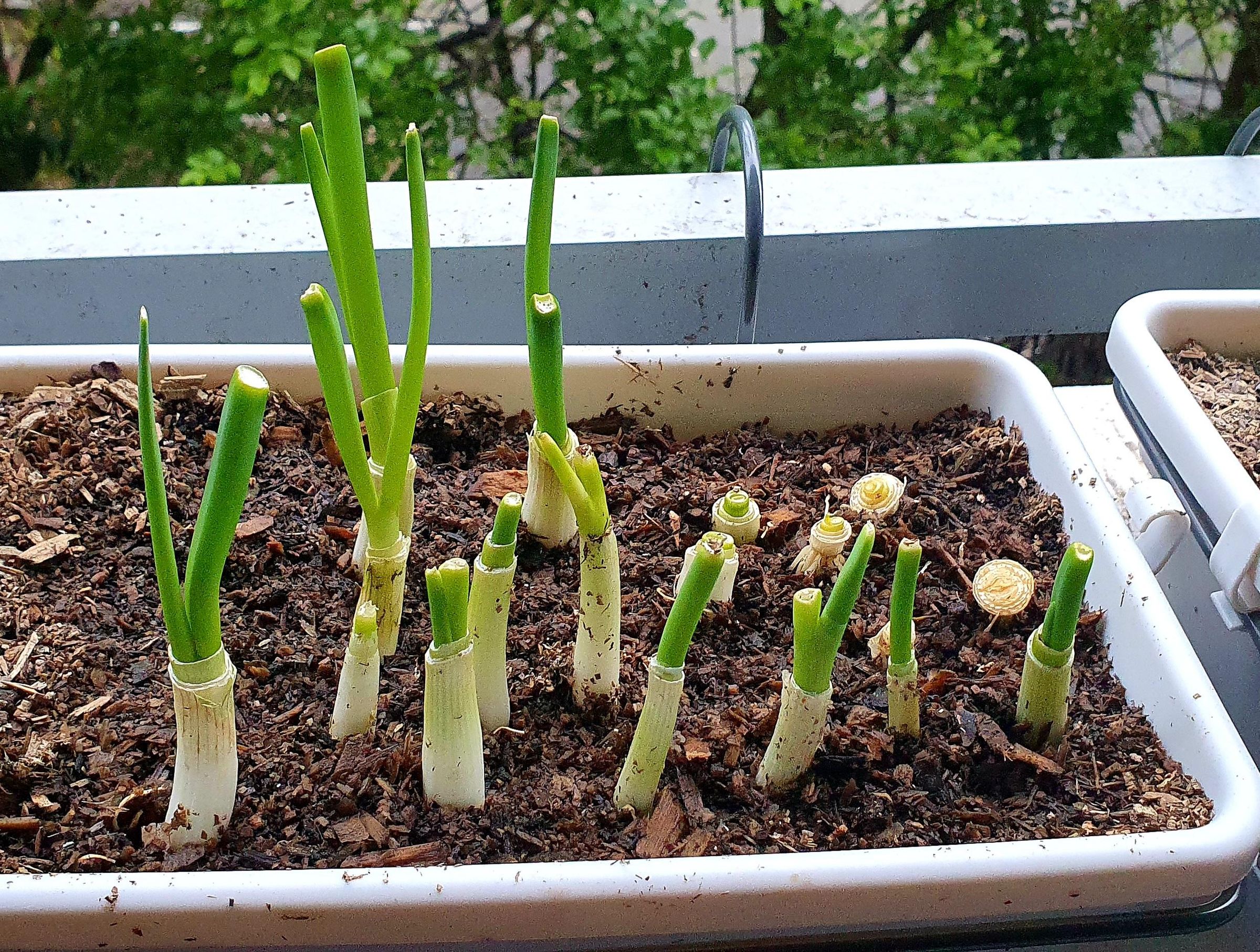 Re-growing Spring Onions : 8 Steps (with Pictures) - Instructables