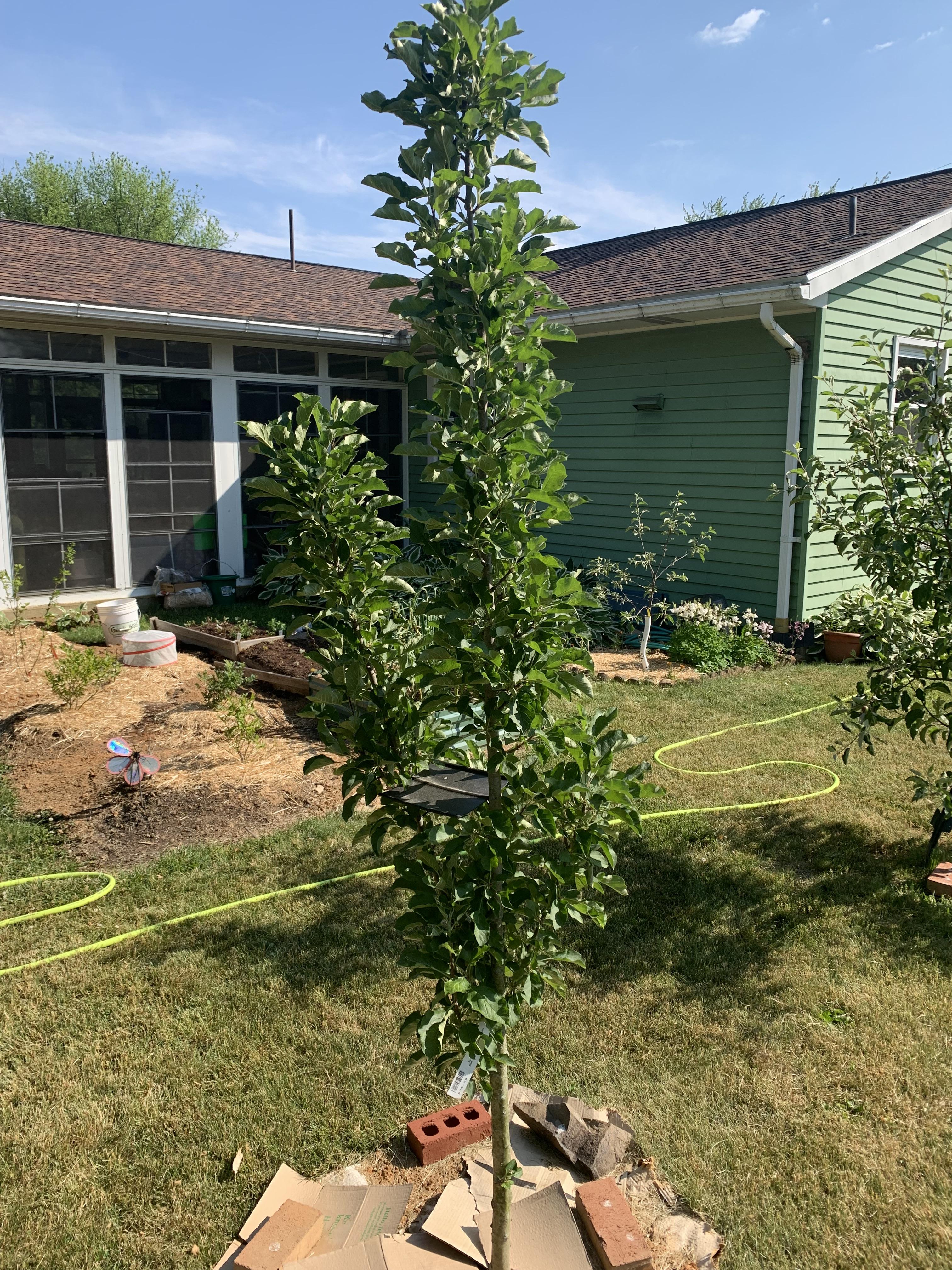 Grafting a Multi-variety Apple Tree. : 10 Steps (with Pictures ...