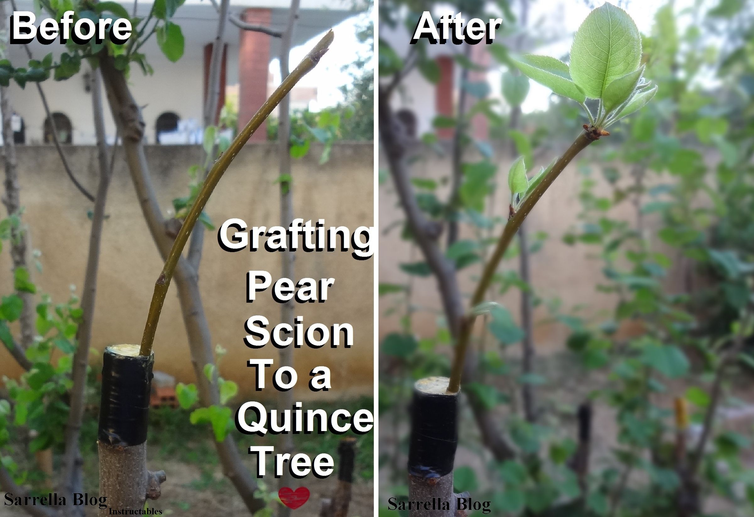 Grafting a Pear Scion to a Quince Tree : 14 Steps (with Pictures ...