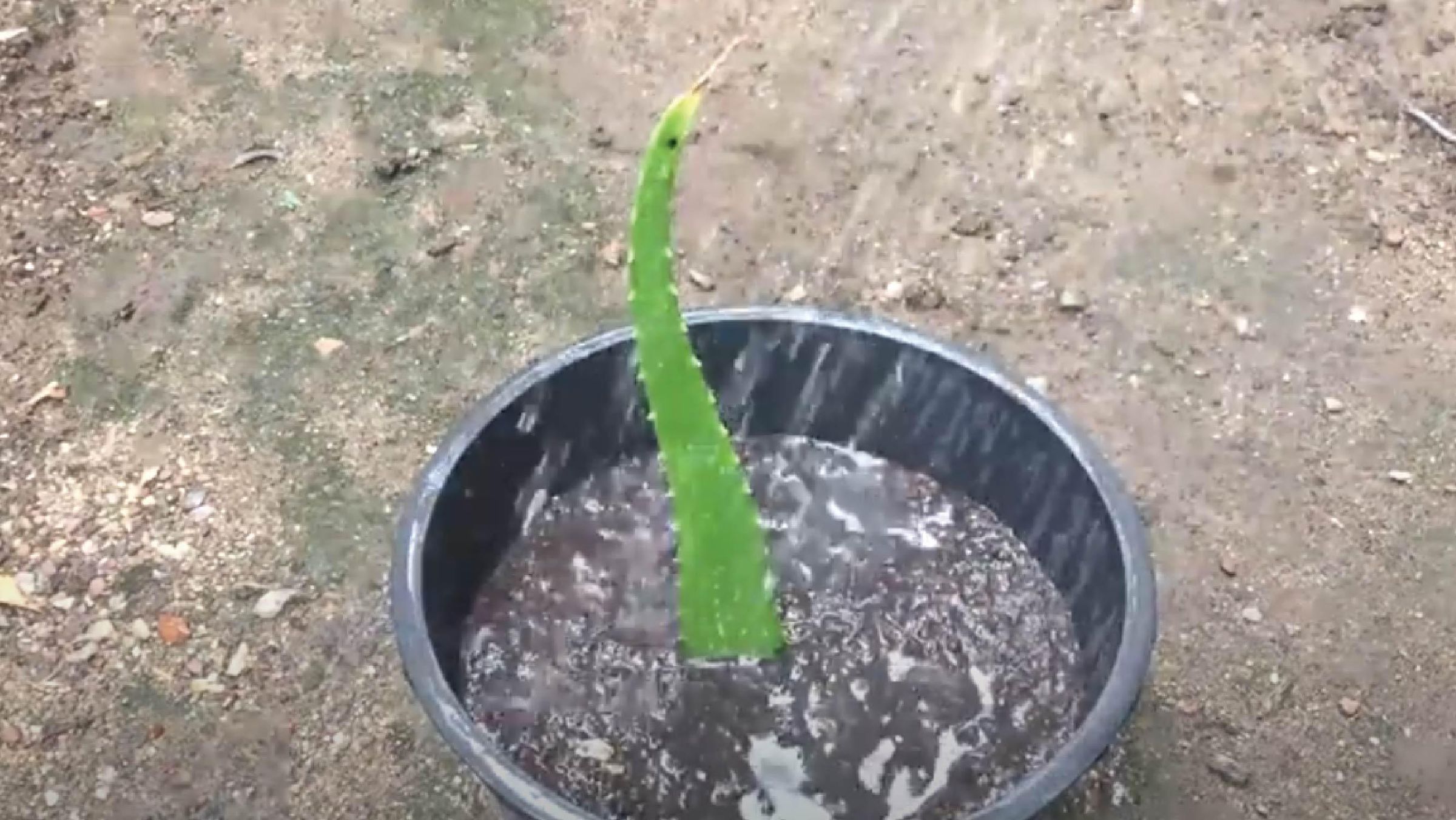 HOW TO PLANT ALOE VERA FROM LEAF : 6 Steps - Instructables