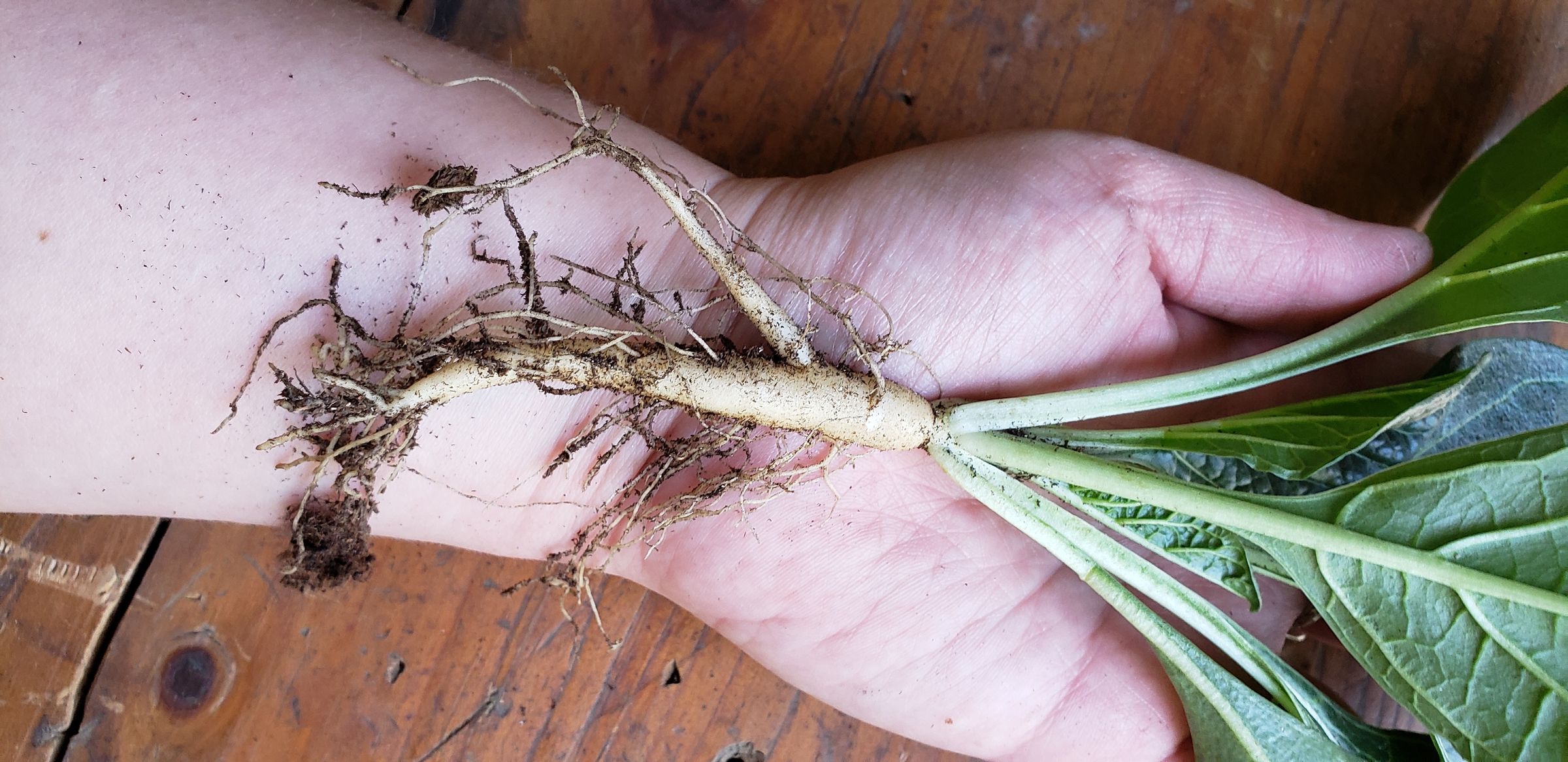 Mandrake Planter : 5 Steps (with Pictures) - Instructables