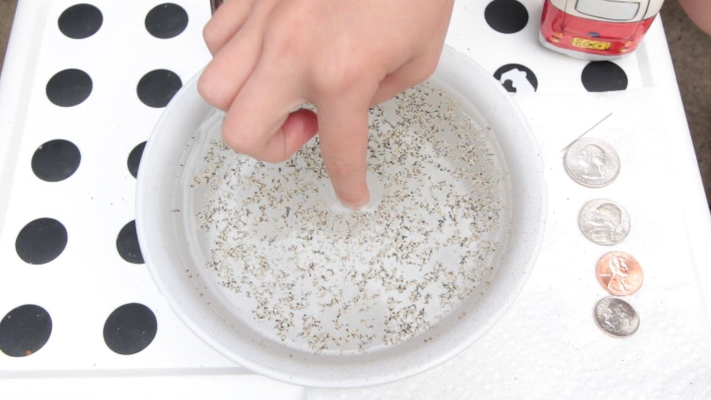 Surface Tension Science Experiments With Common Houshold Items : 5 ...