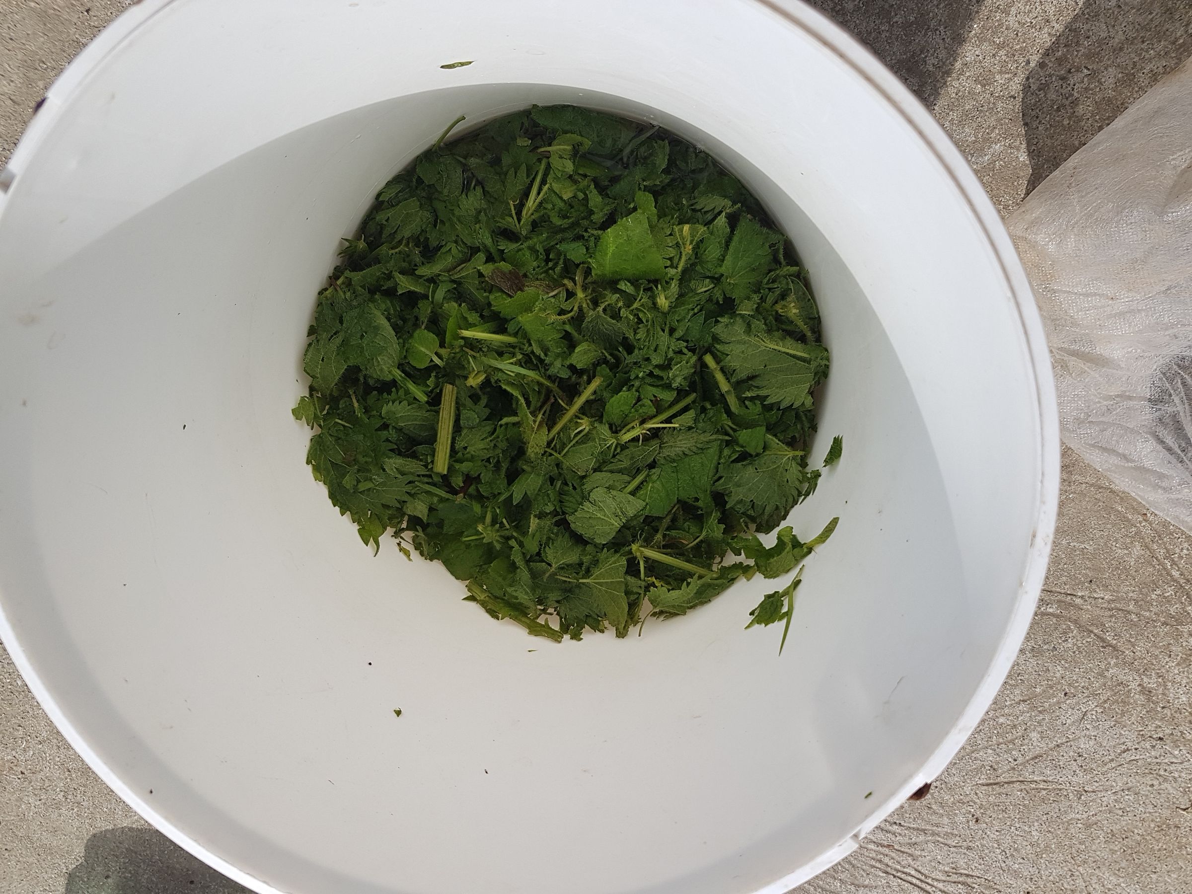 Homemade Natural Insecticide/repellent (with Pictures) - Instructables