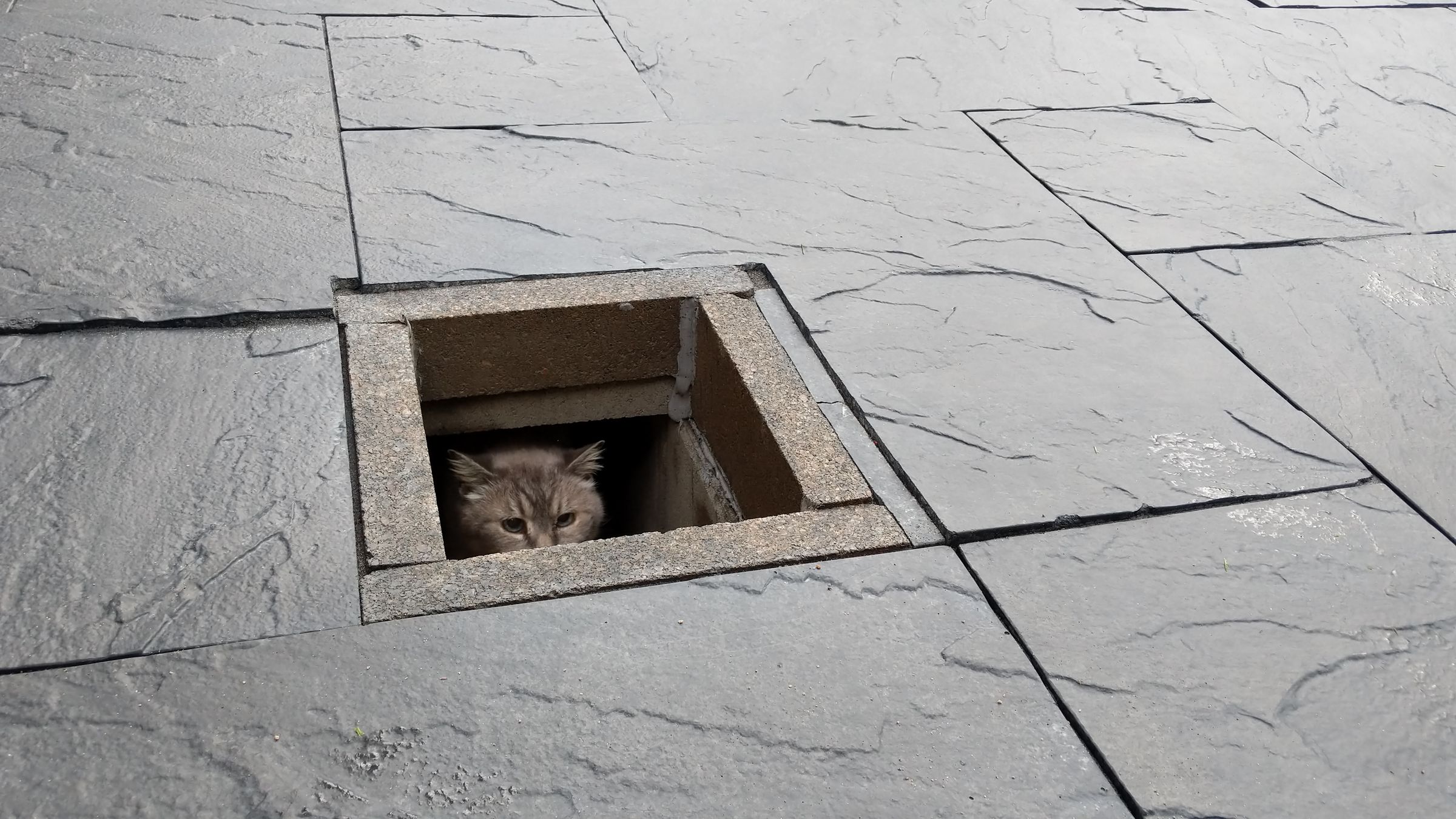 Underground Cat Tunnel : 18 Steps - Instructables