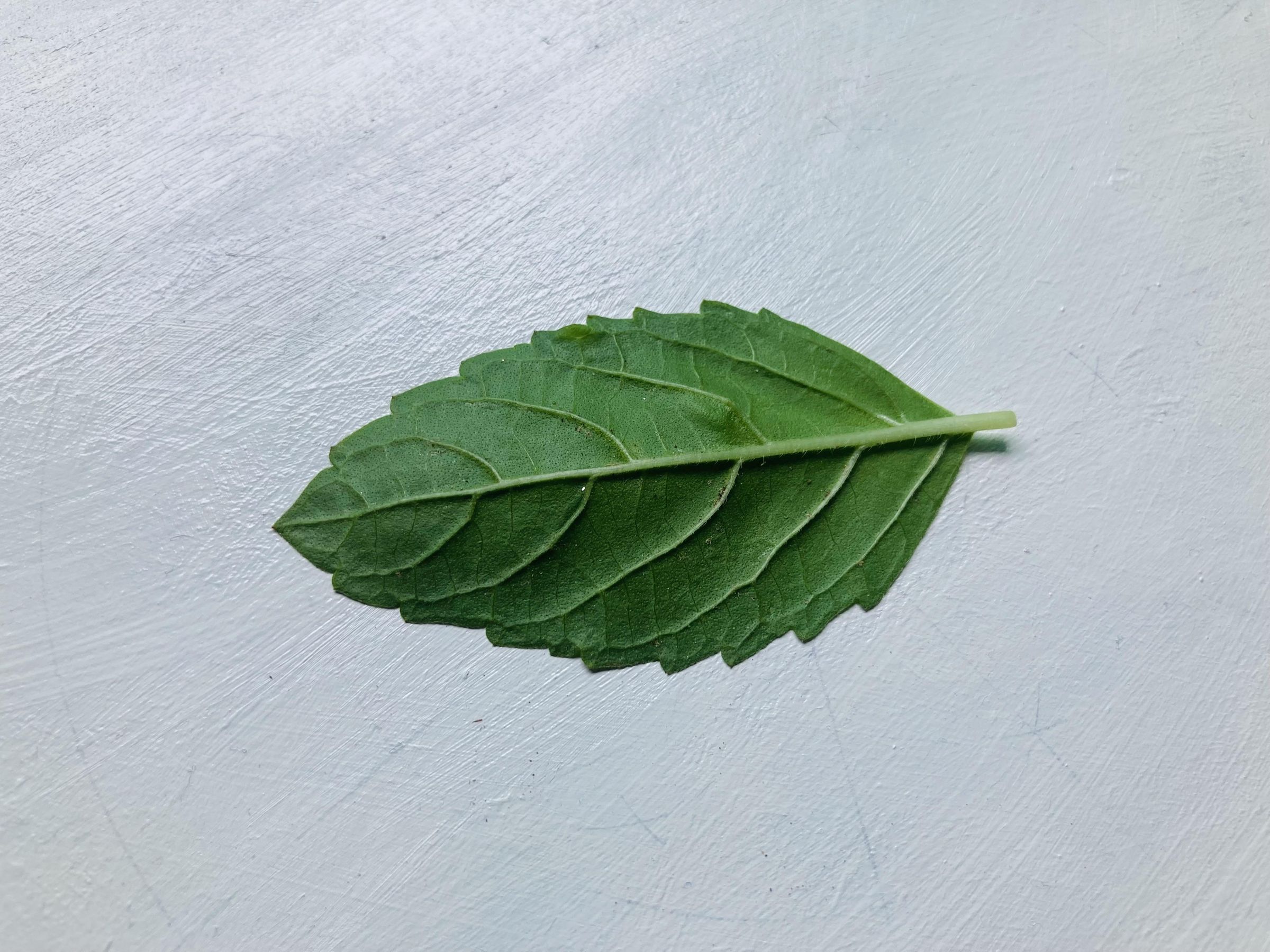 Rainbow Leaf Board : 4 Steps (with Pictures) - Instructables