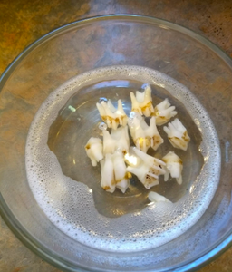 Bleaching/Whitening Deer Bones and Teeth : 5 Steps - Instructables