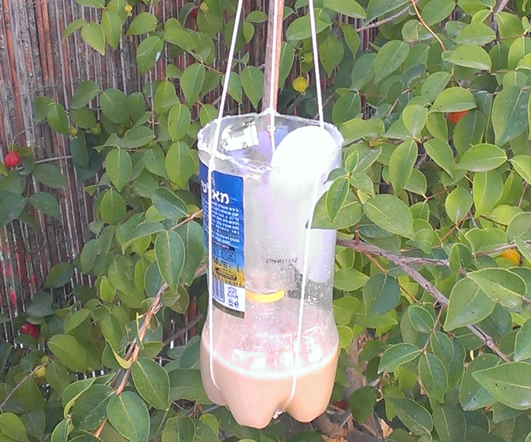 The Best Fly Trap : 4 Steps - Instructables