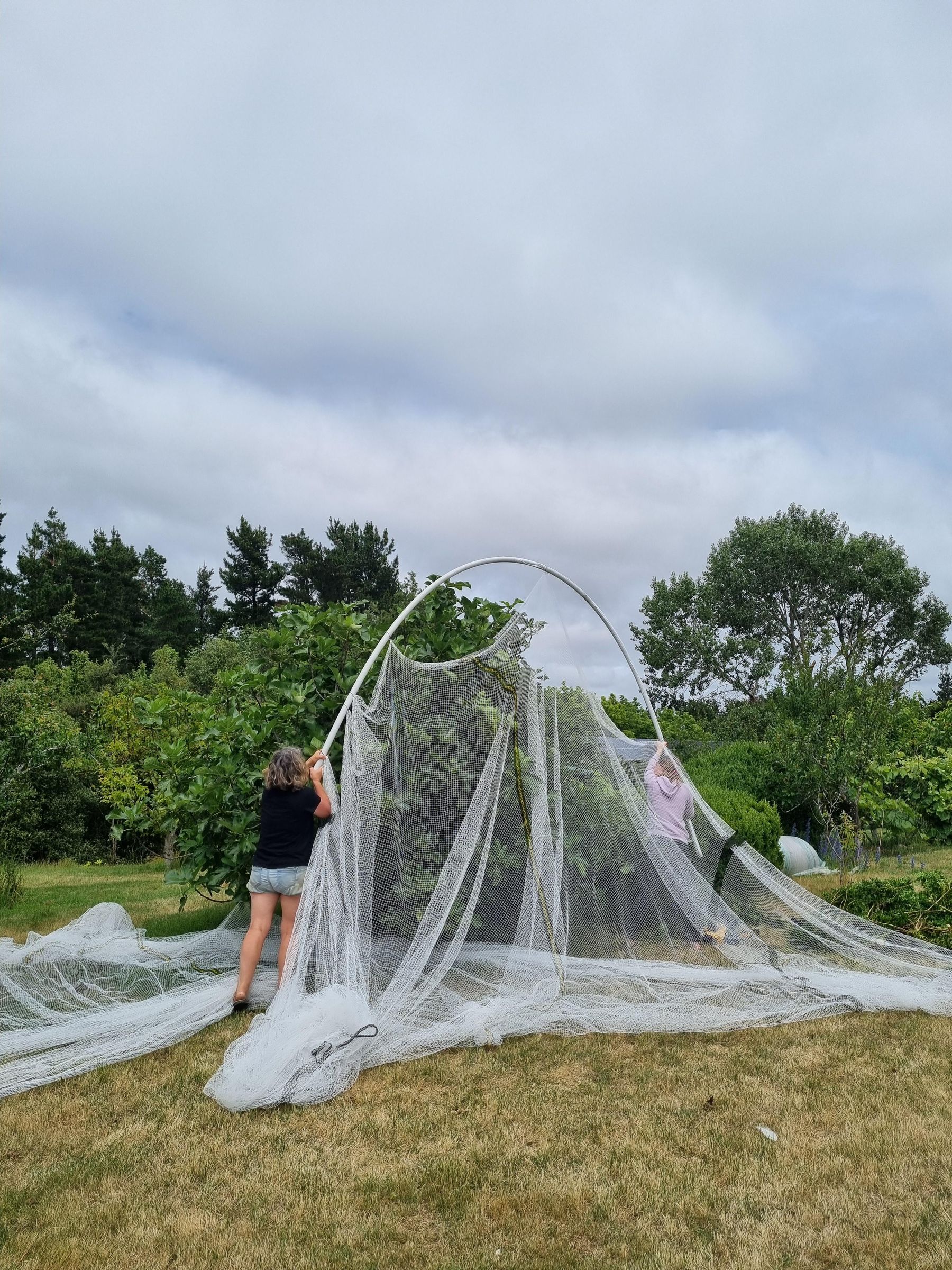 Netting a Fruit Tree : 5 Steps (with Pictures) - Instructables