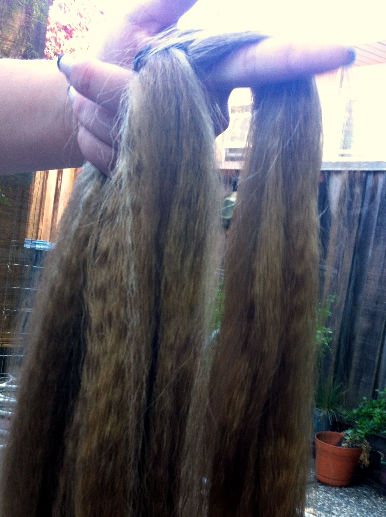 How to Make Your Hair Ridiculously Long : 8 Steps (with Pictures ...