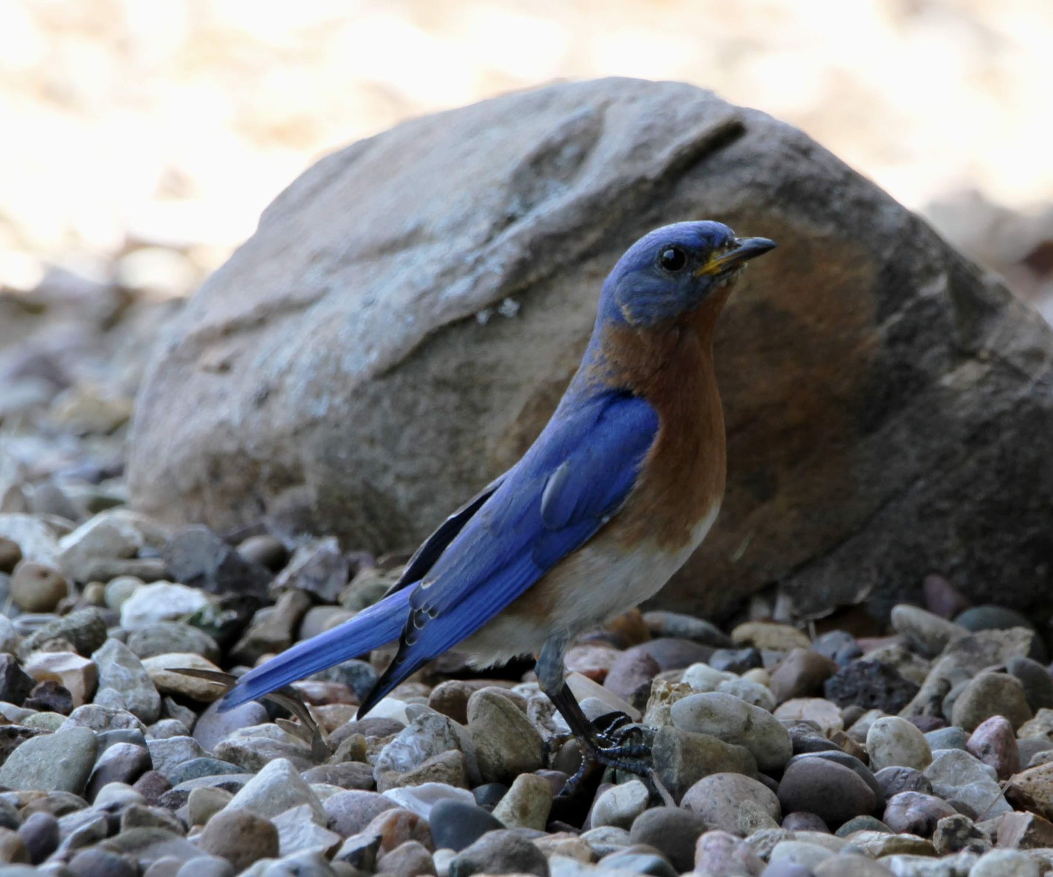 Bluebird House From Scrap 2" X 6" Lumber : 5 Steps - Instructables
