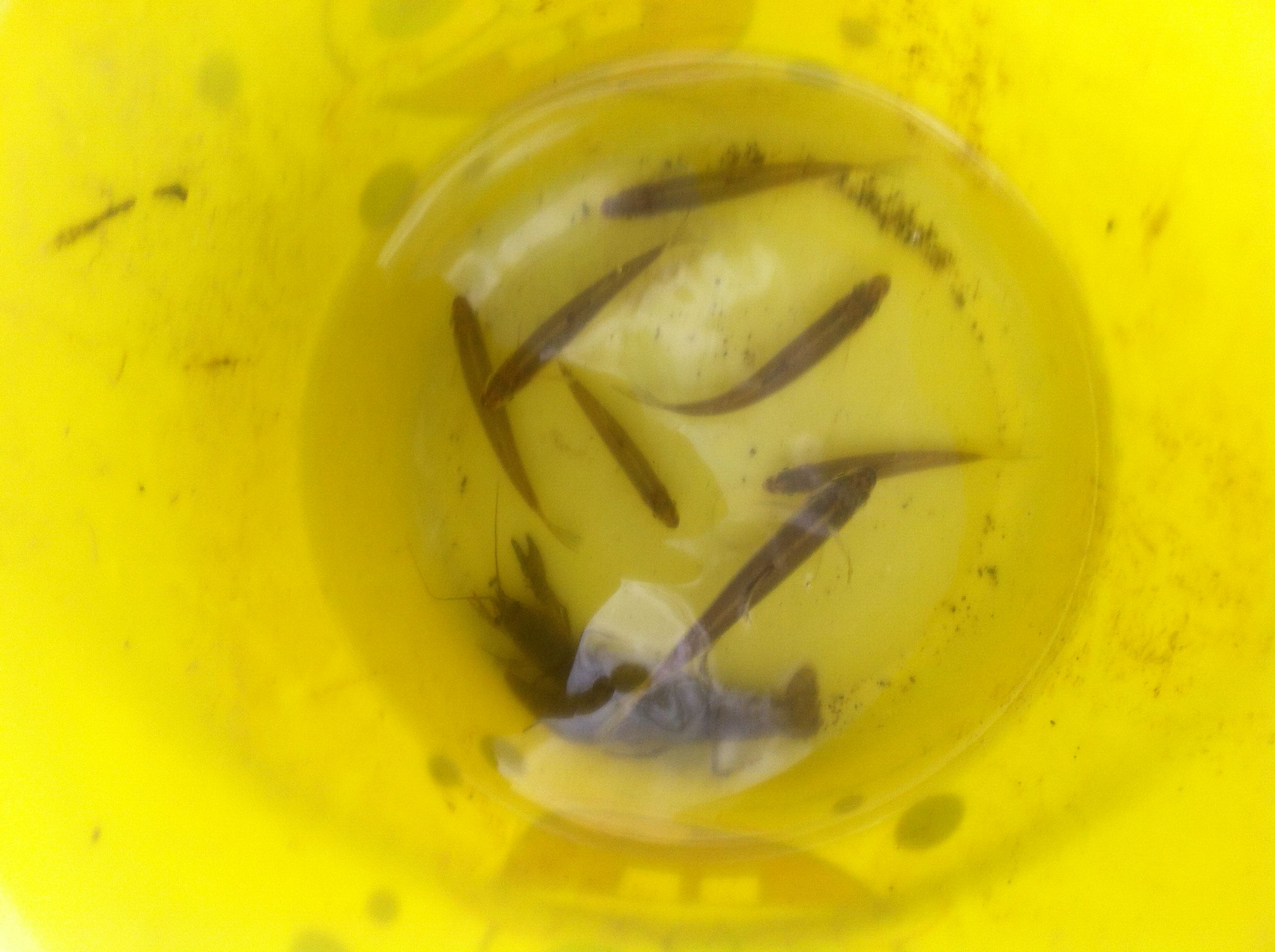 Cheap Simple Fish Trap : 5 Steps (with Pictures) - Instructables