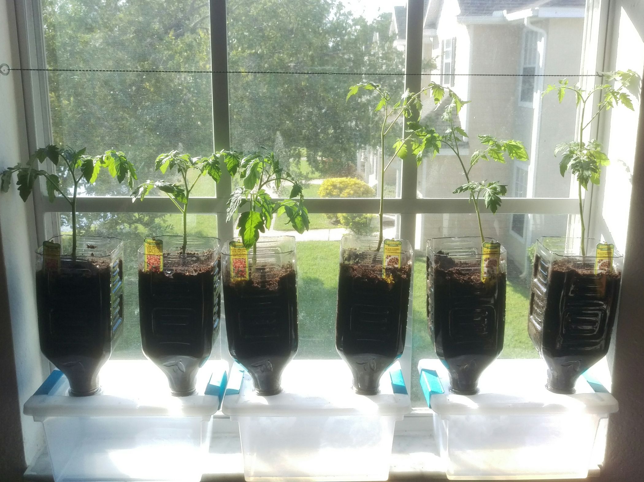 DIY Tomato Window Garden : 9 Steps (with Pictures) - Instructables