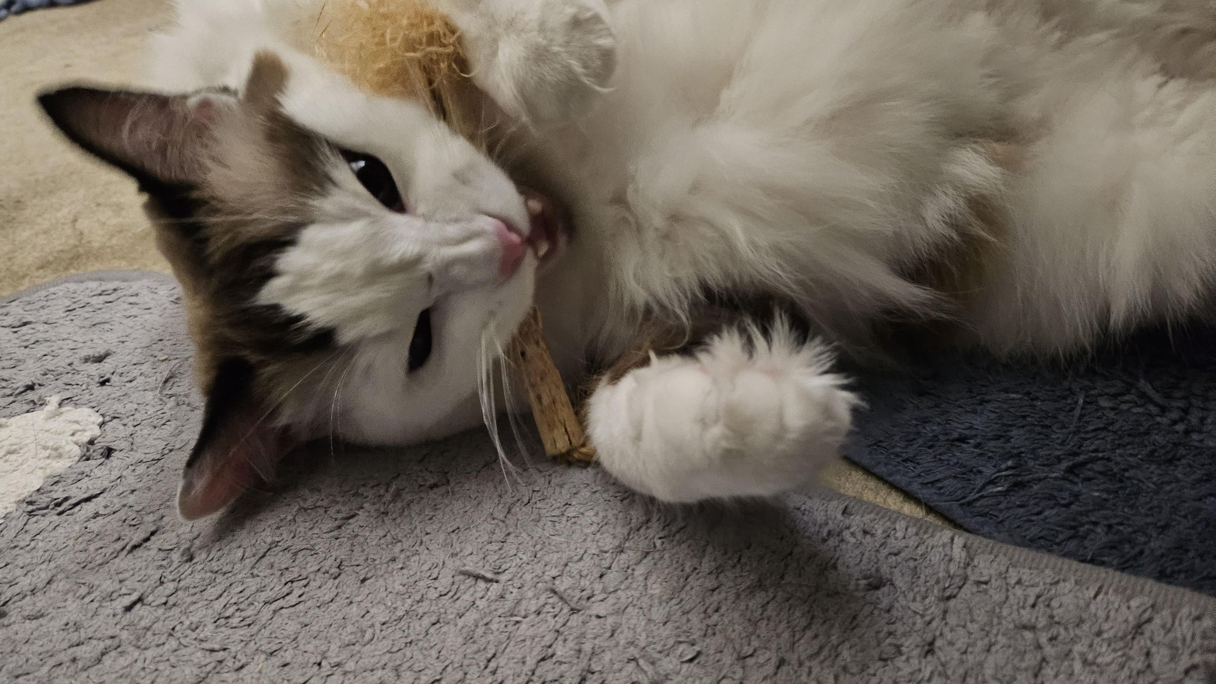 Cat Alarm - Instructables