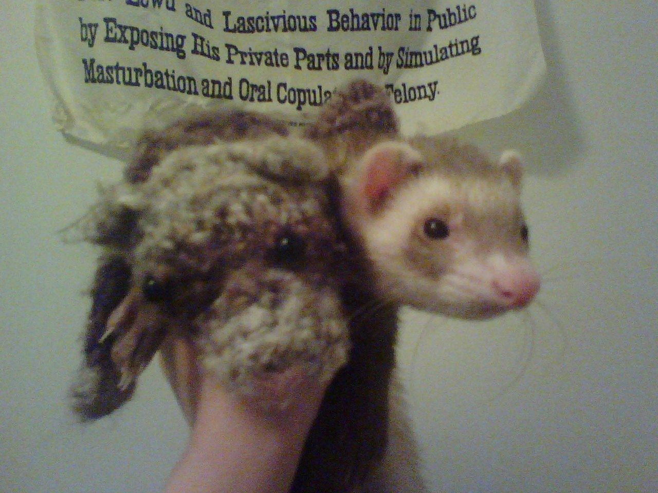 Ferret Scarf - Instructables