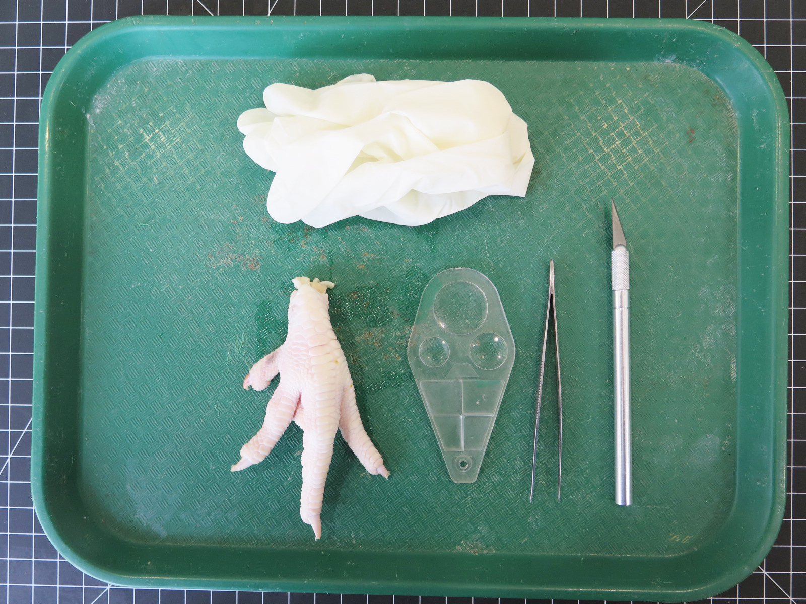 Chicken Foot Dissection : 7 Steps - Instructables