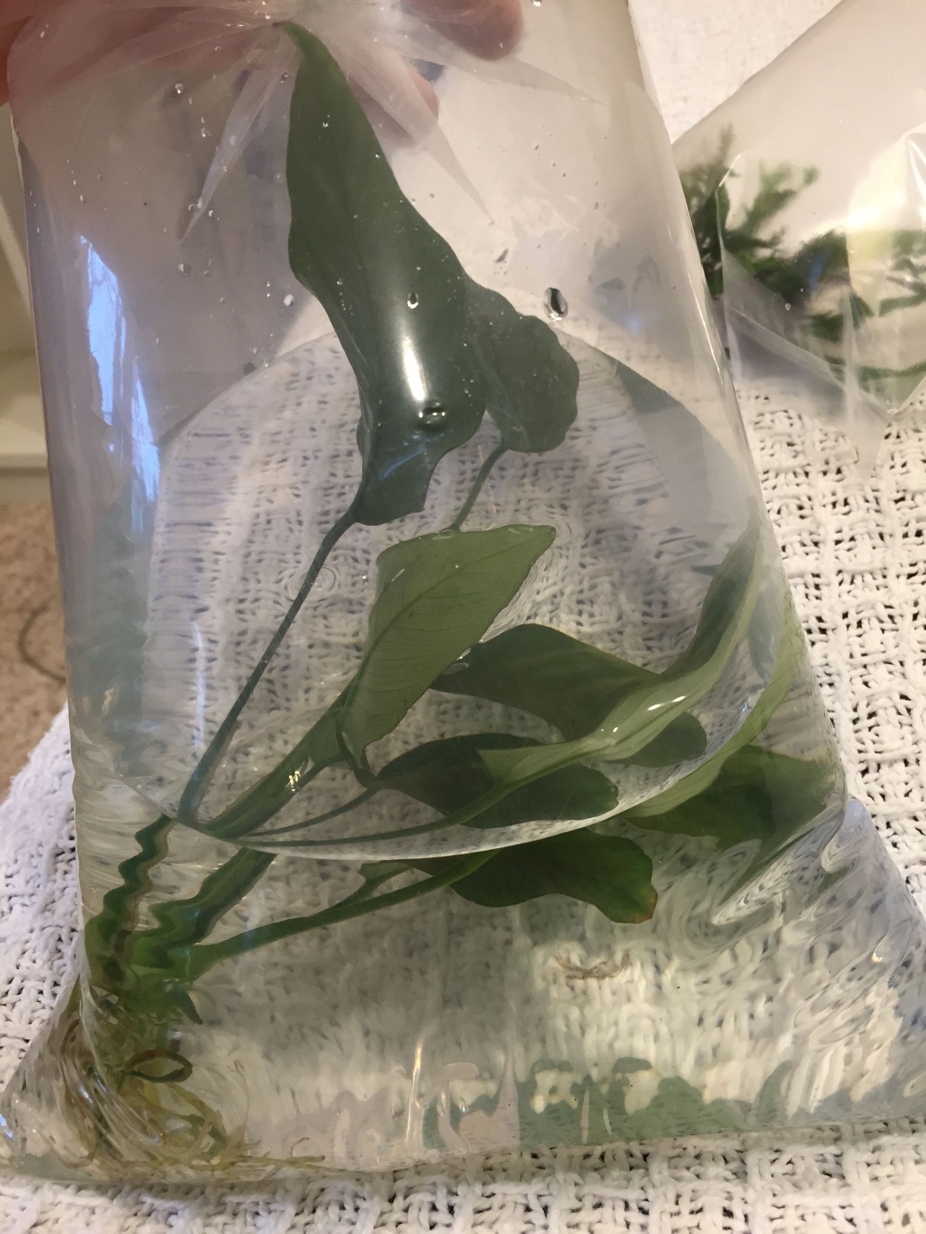 Closed Aquatic Ecosystem : 3 Steps (with Pictures) - Instructables